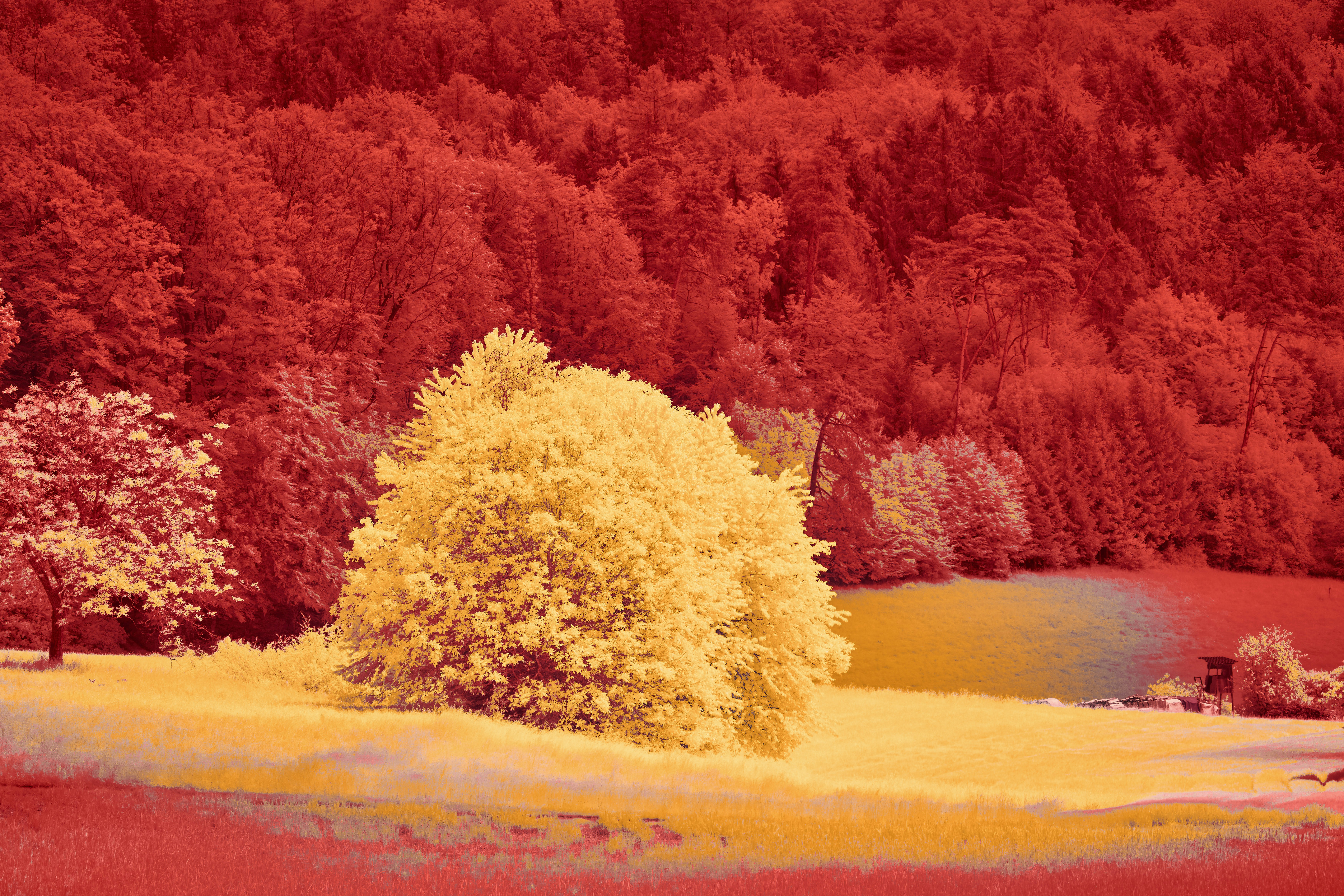 Trees glow brightly in this surreal, red landscape. photo – Free Forest ...