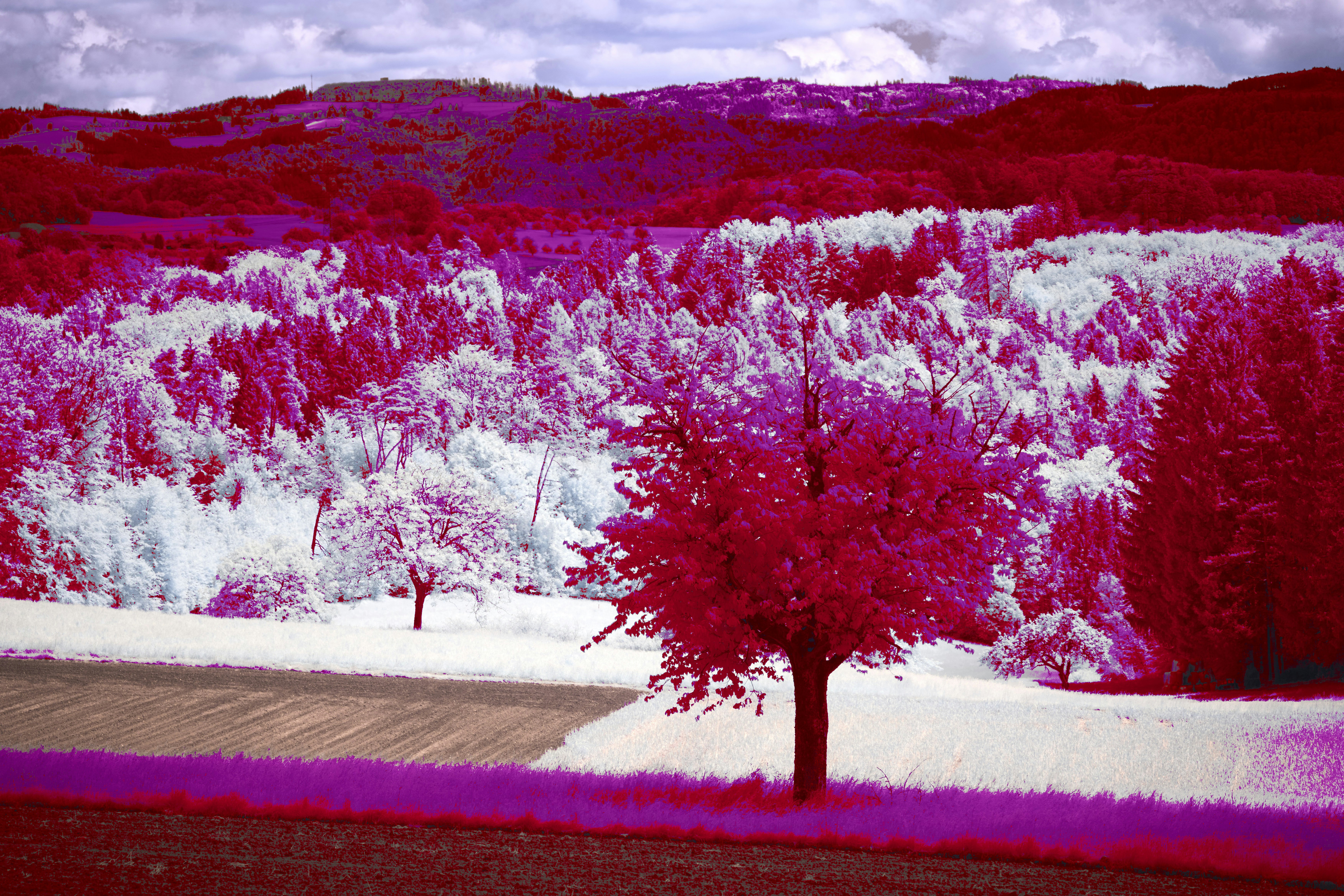 Pink trees and mountains create an abstract landscape. photo – Free ...