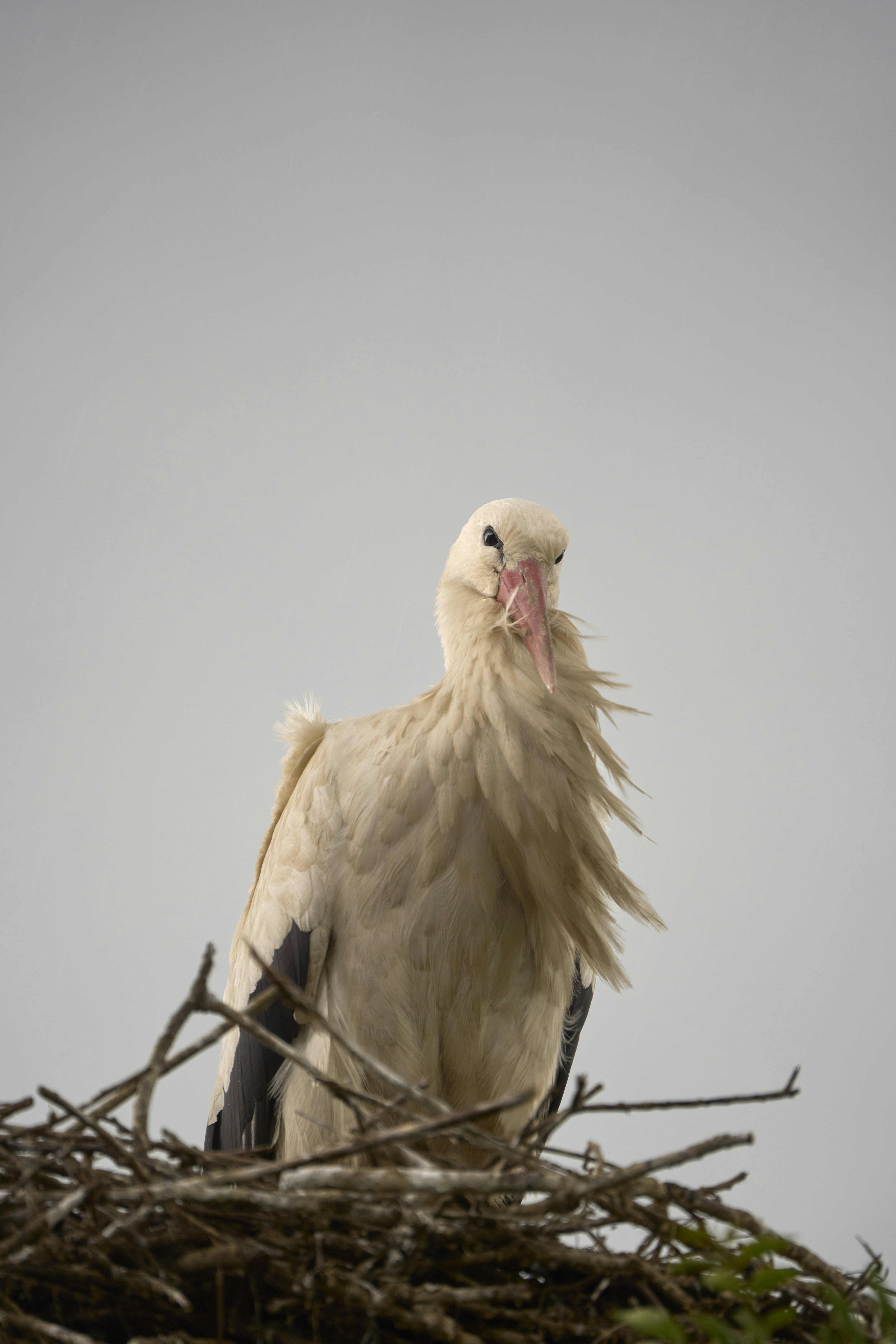 Photo by Wolfgang Hasselmann with Sony Alpha 7 IV