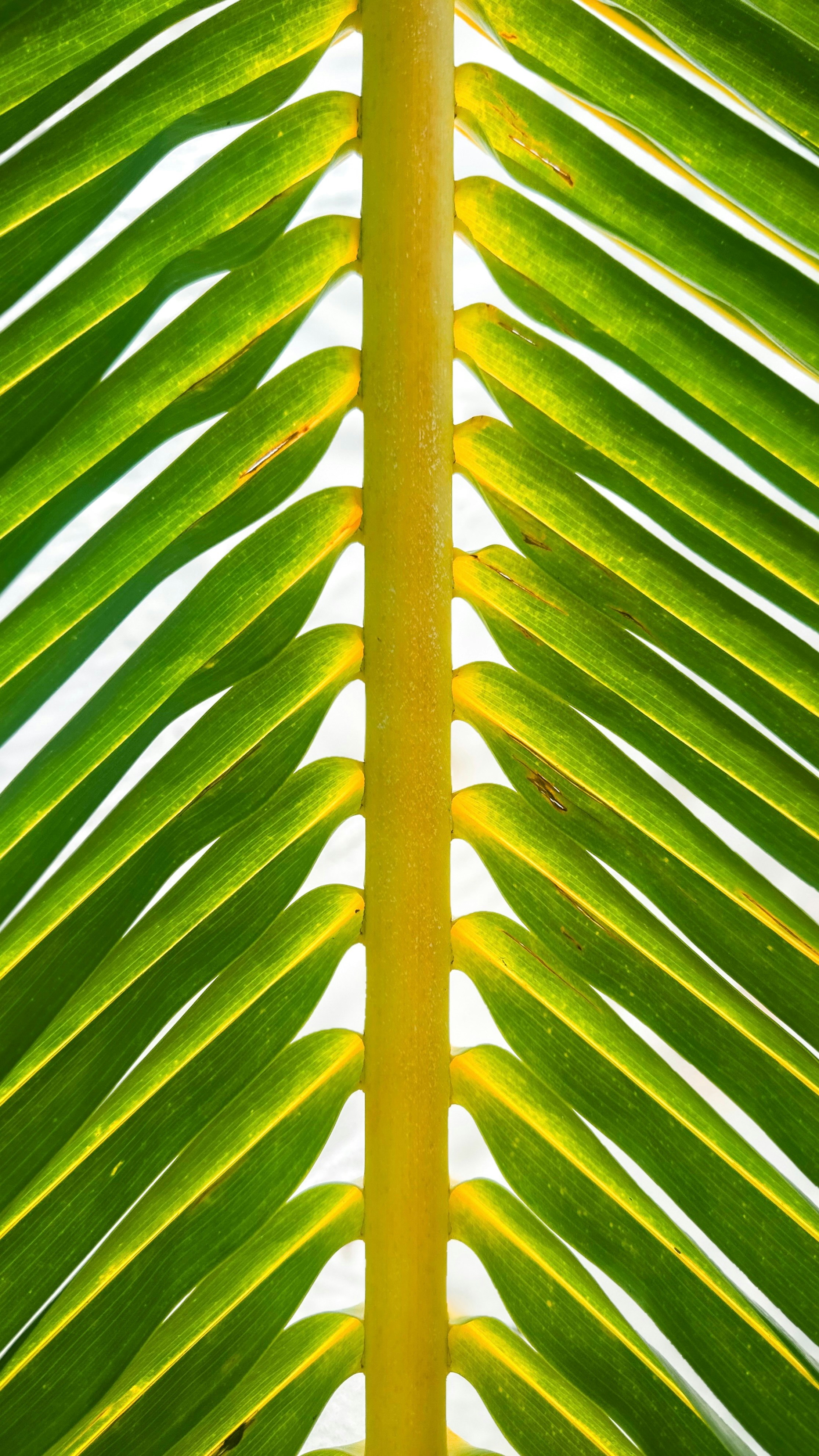 A close-up view of a palm leaf. photo – Free Wallpapers Image on Unsplash