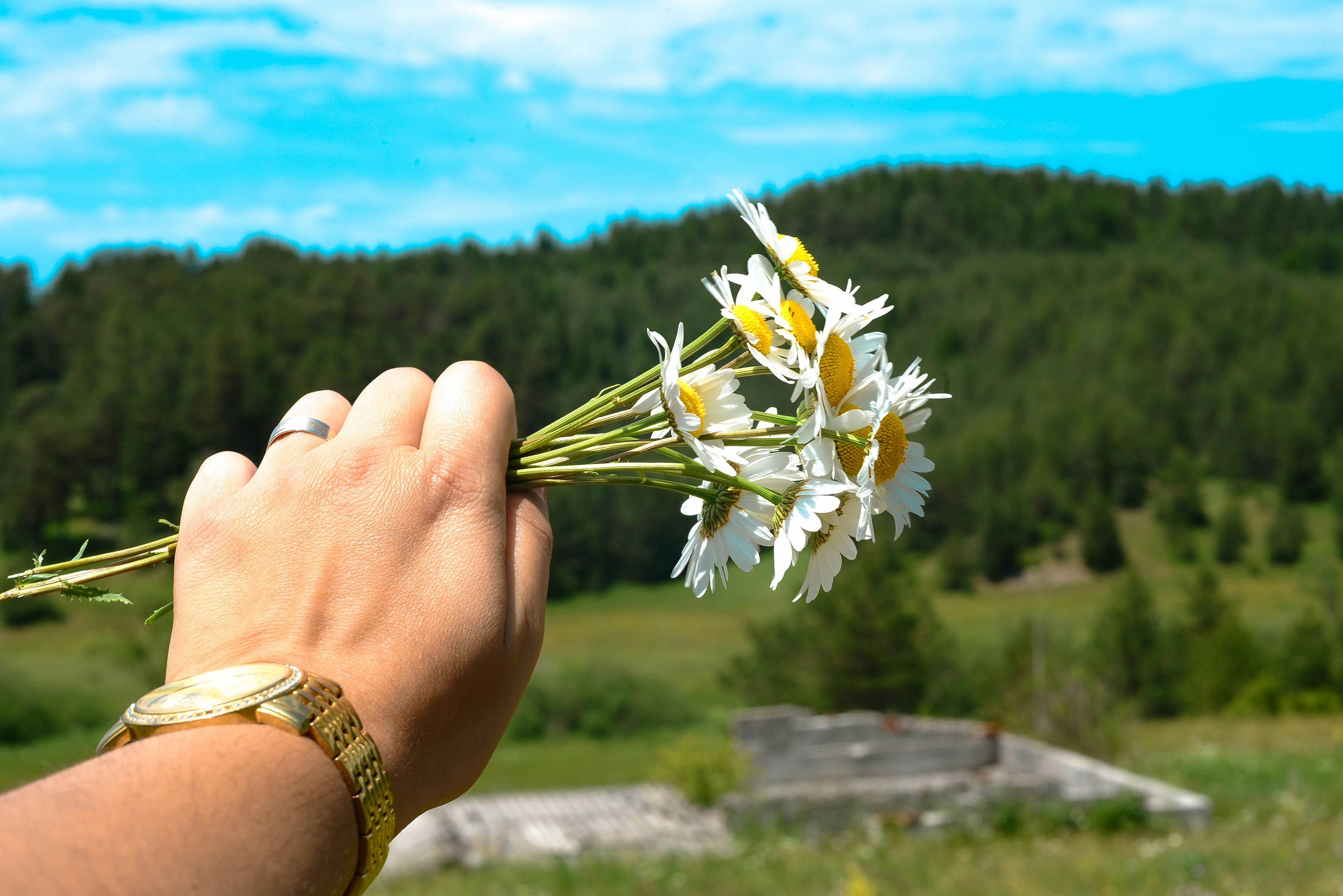 Daisies in Hand: A Quiet Moment in a Sunlit Meadow