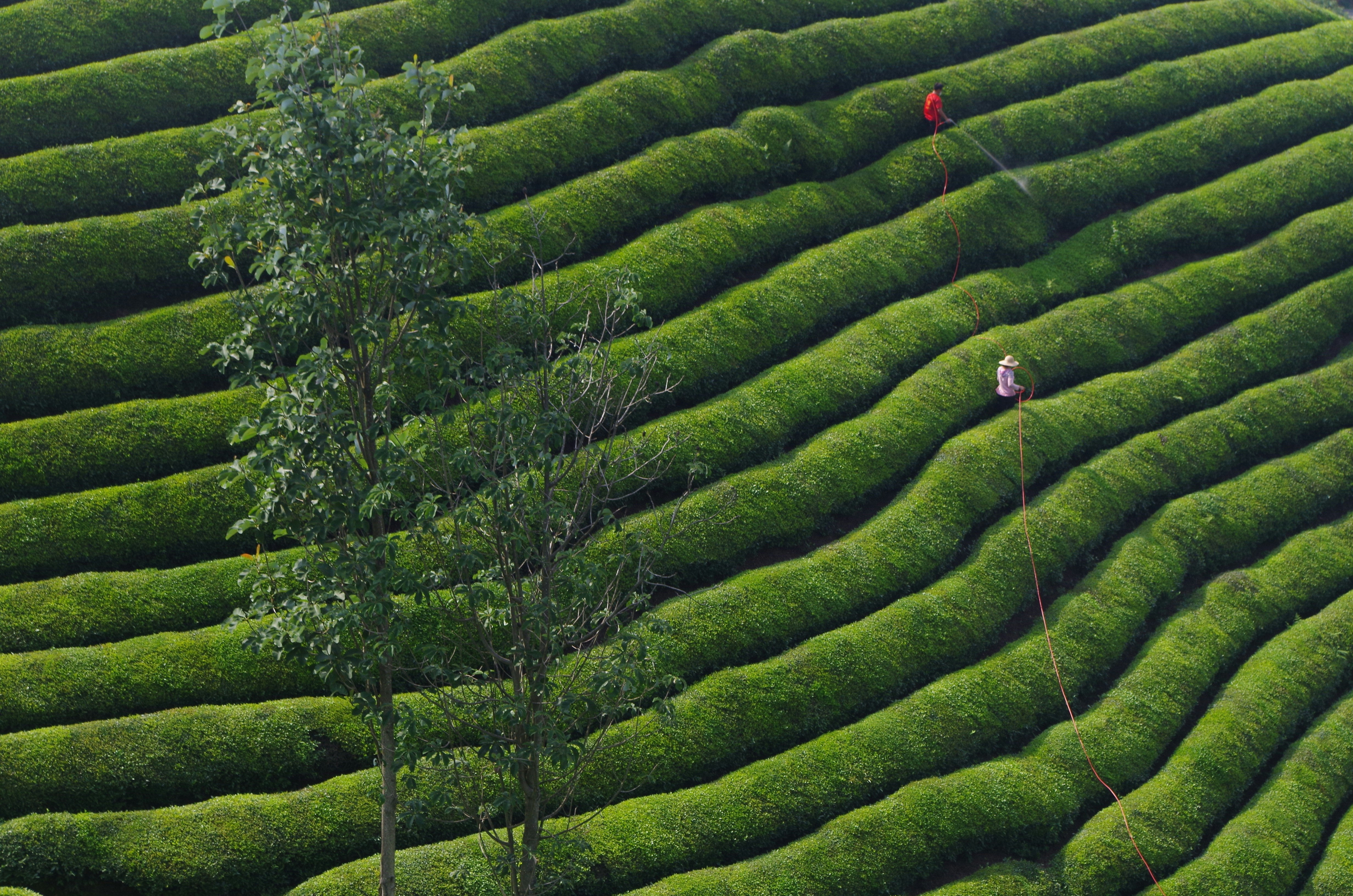 People harvesting tea on terraced fields. photo – Free Tea Image on ...