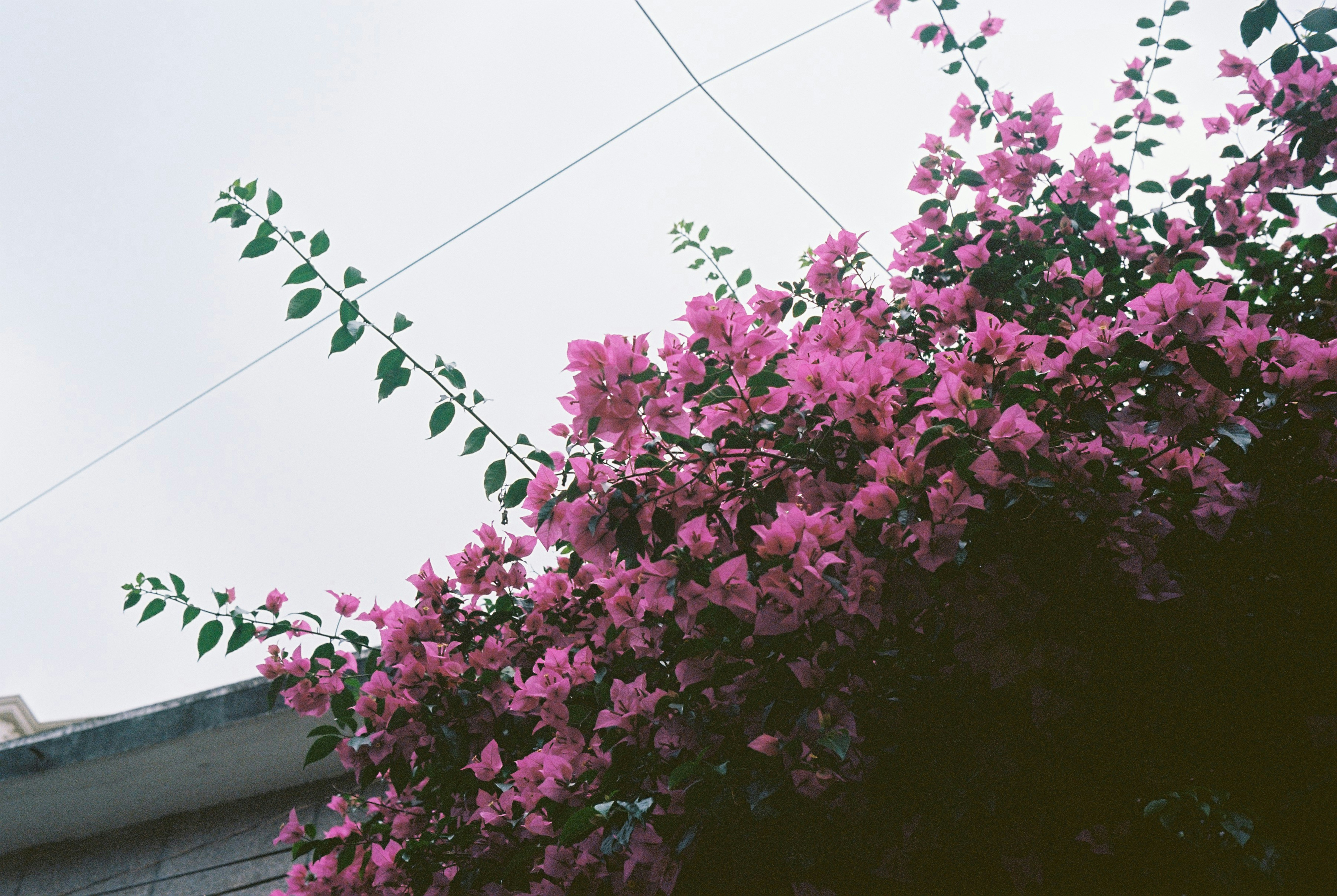 Lush bougainvillea blooms cascade against a soft sky, creating a vibrant natural tapestry.