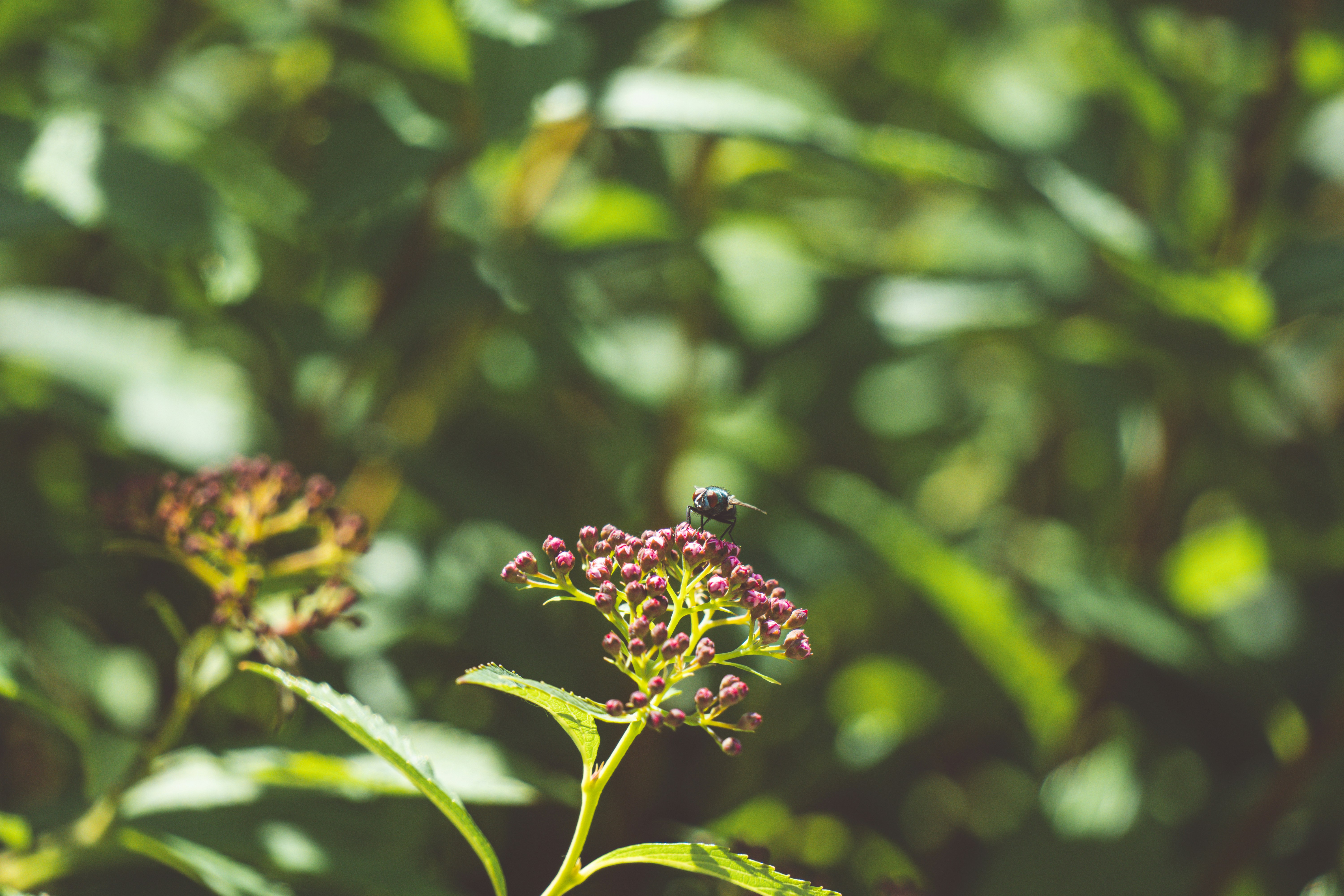 Photo by Niklas Jakob with Sony Alpha 6100