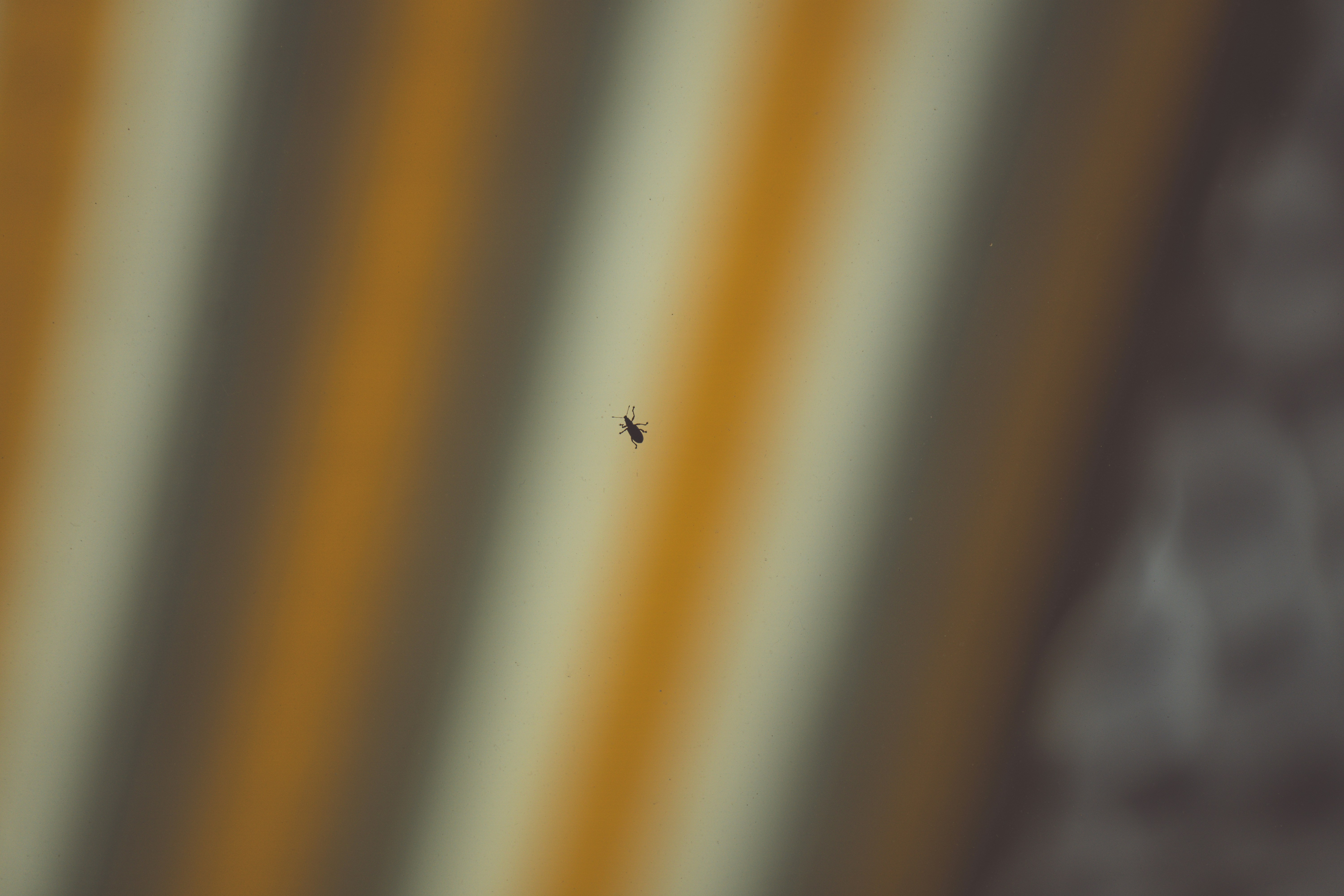 A tiny insect perched on a background.