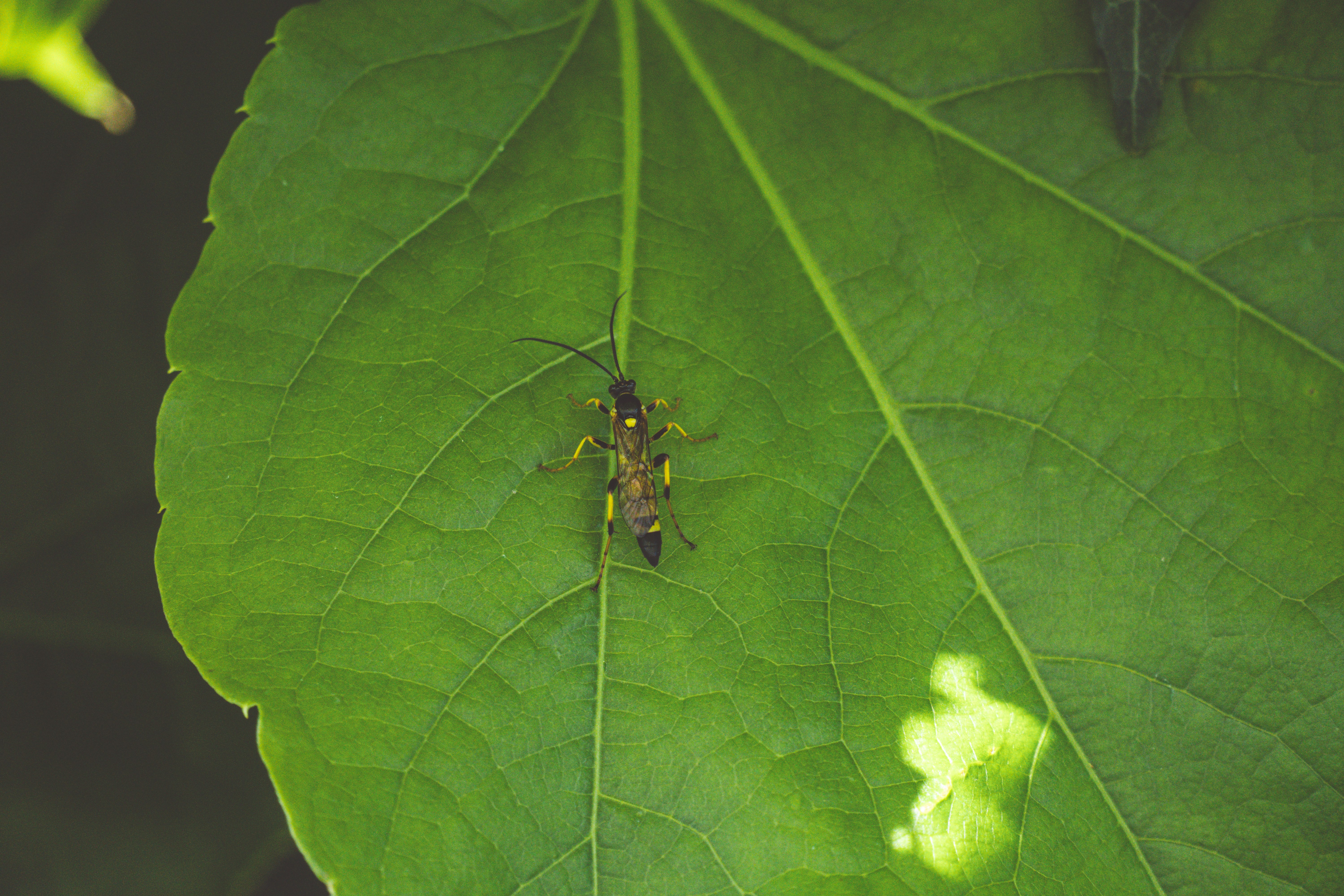 An insect rests on a vibrant green leaf.
