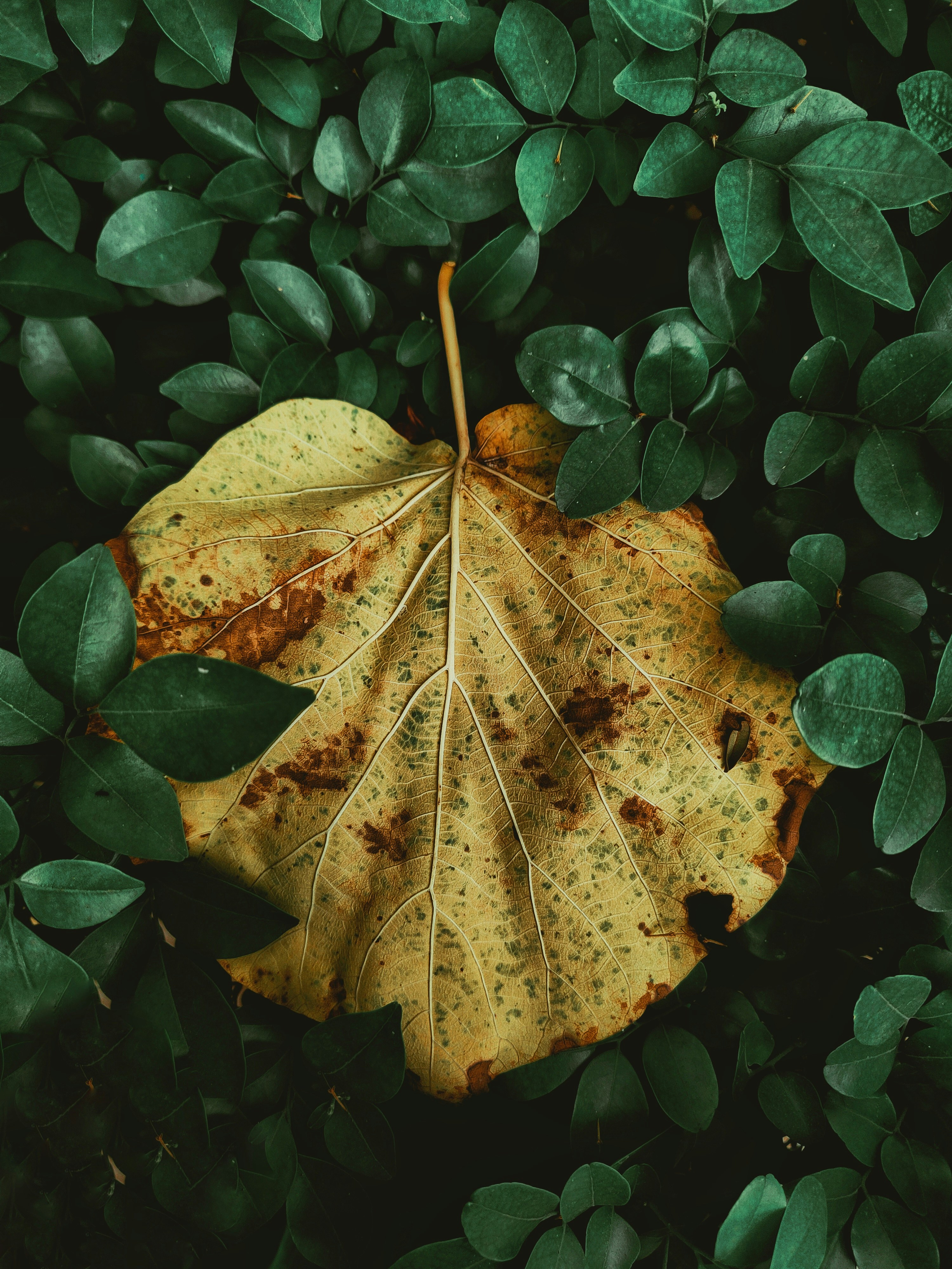 A yellow leaf rests on green foliage.