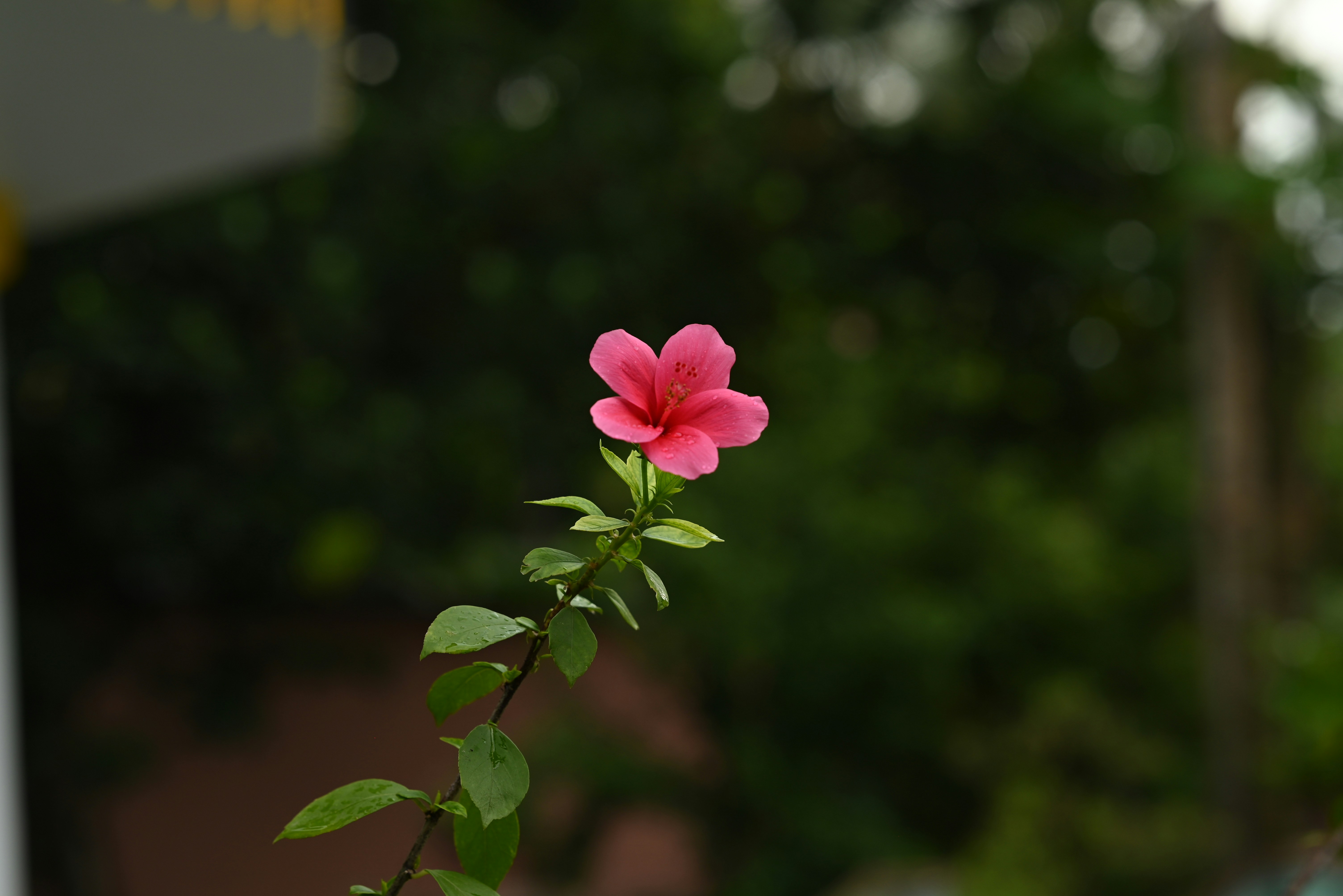 Petal Spotlight: Pink Hibiscus Against Velvet Green