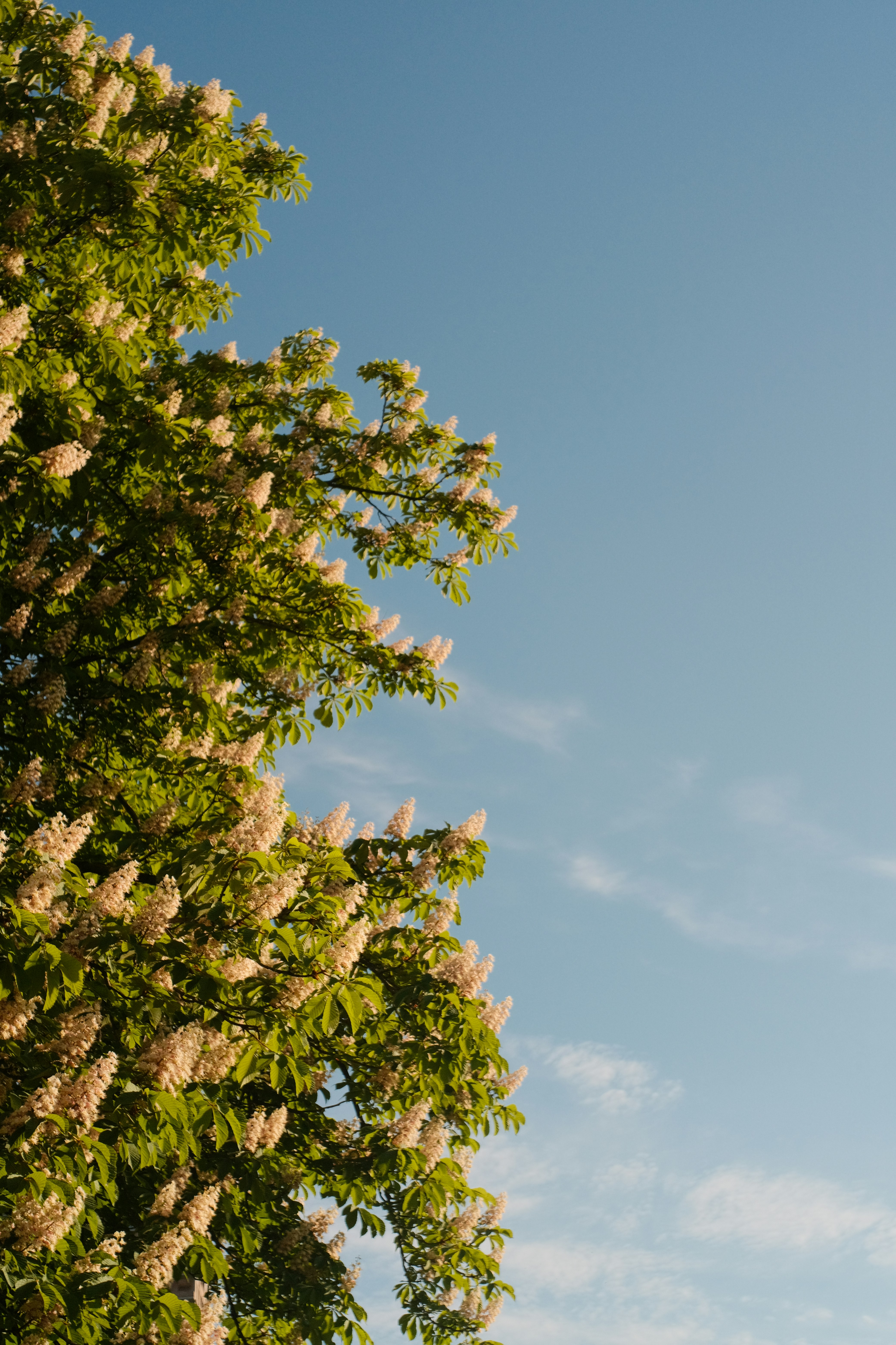 Blooming chestnut tree branches reach towards a clear blue sky, adorned with delicate white flowers. The scene captures the essence of spring's renewal.