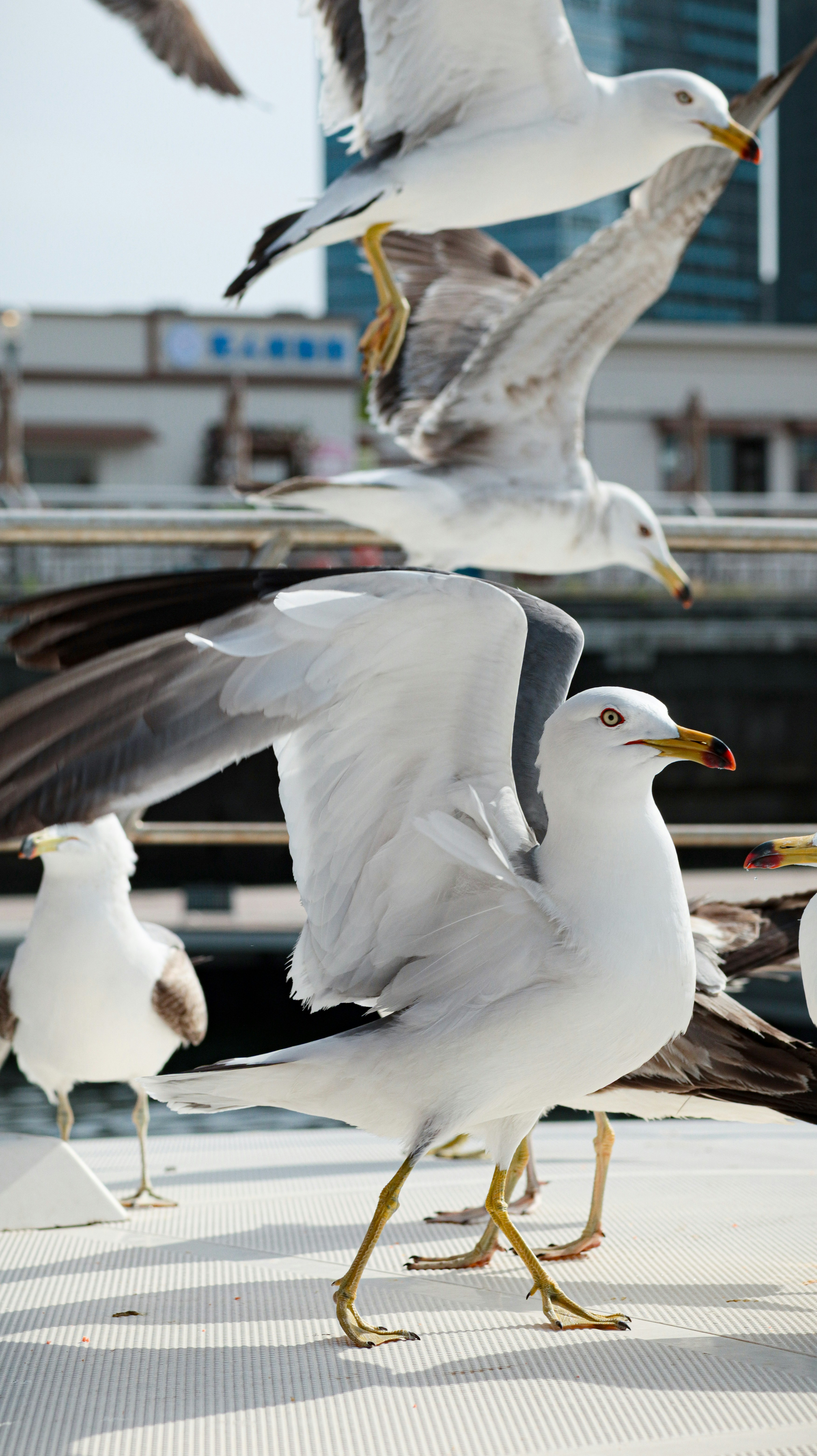 Wingbeat Parade on the City Deck
