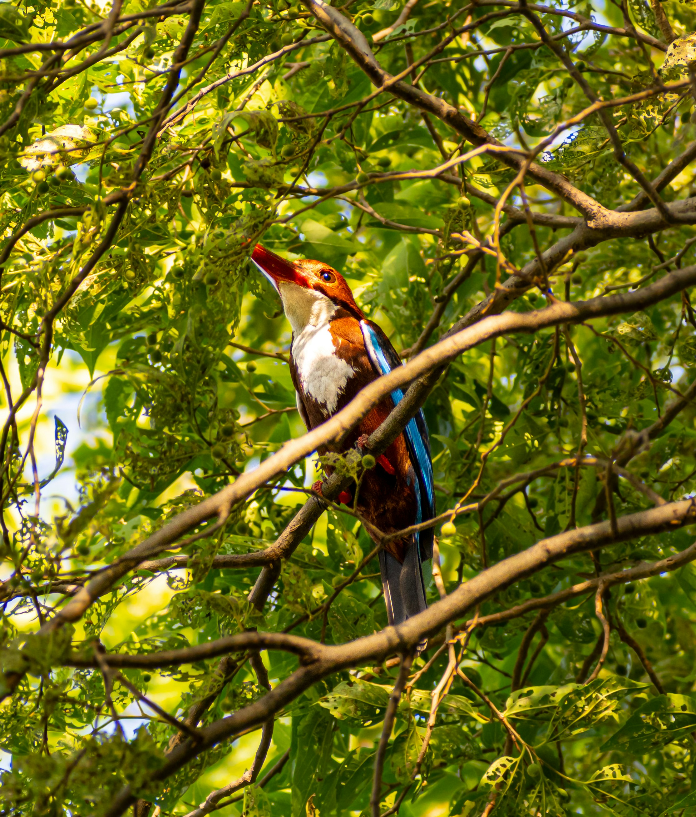 Crimson Kingfisher on a Sunlit Branch Amid Verdant Canopy
