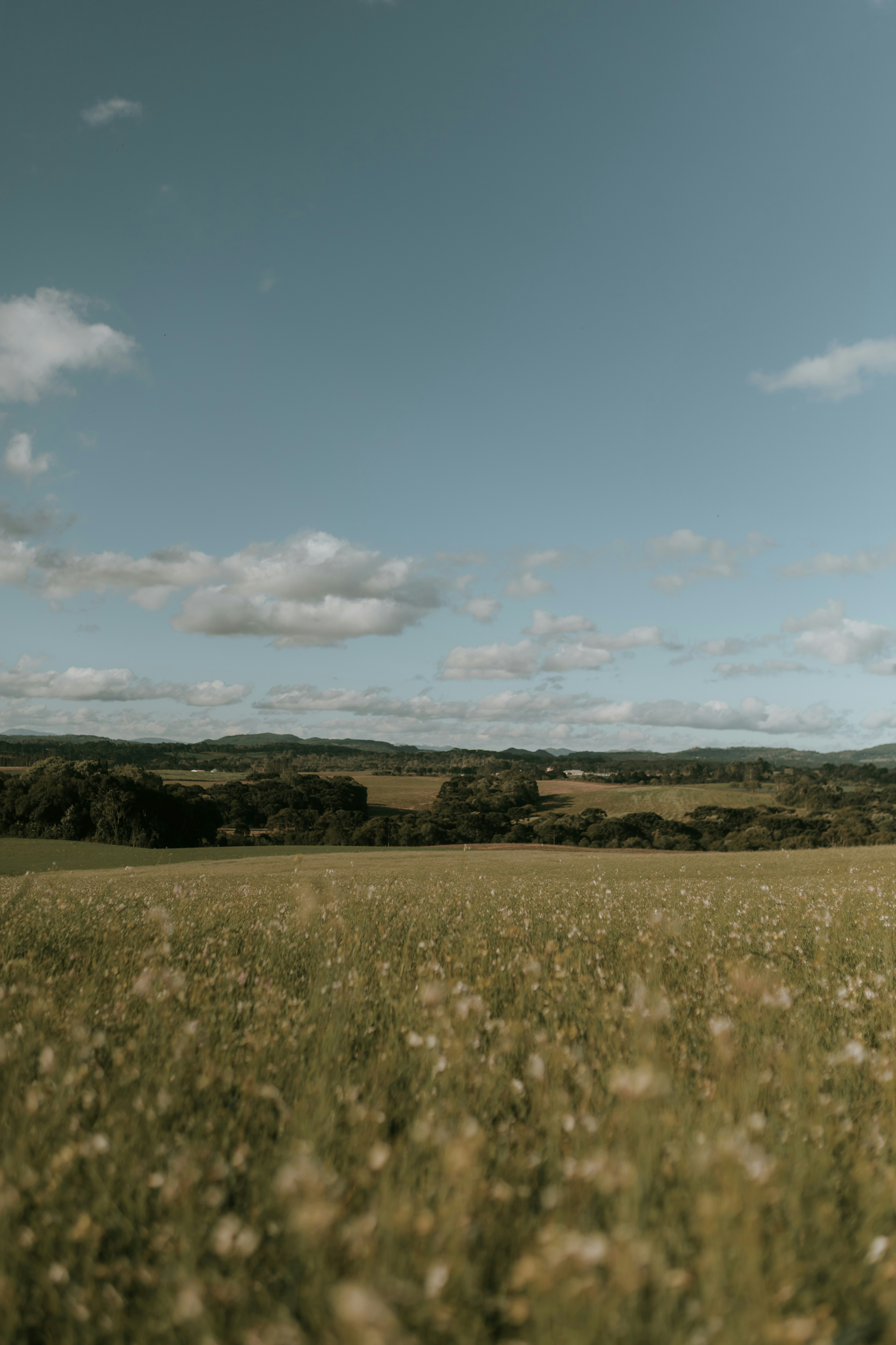 Vibrant green field dotted with wildflowers, stretching towards rolling hills under a bright blue sky with fluffy clouds.