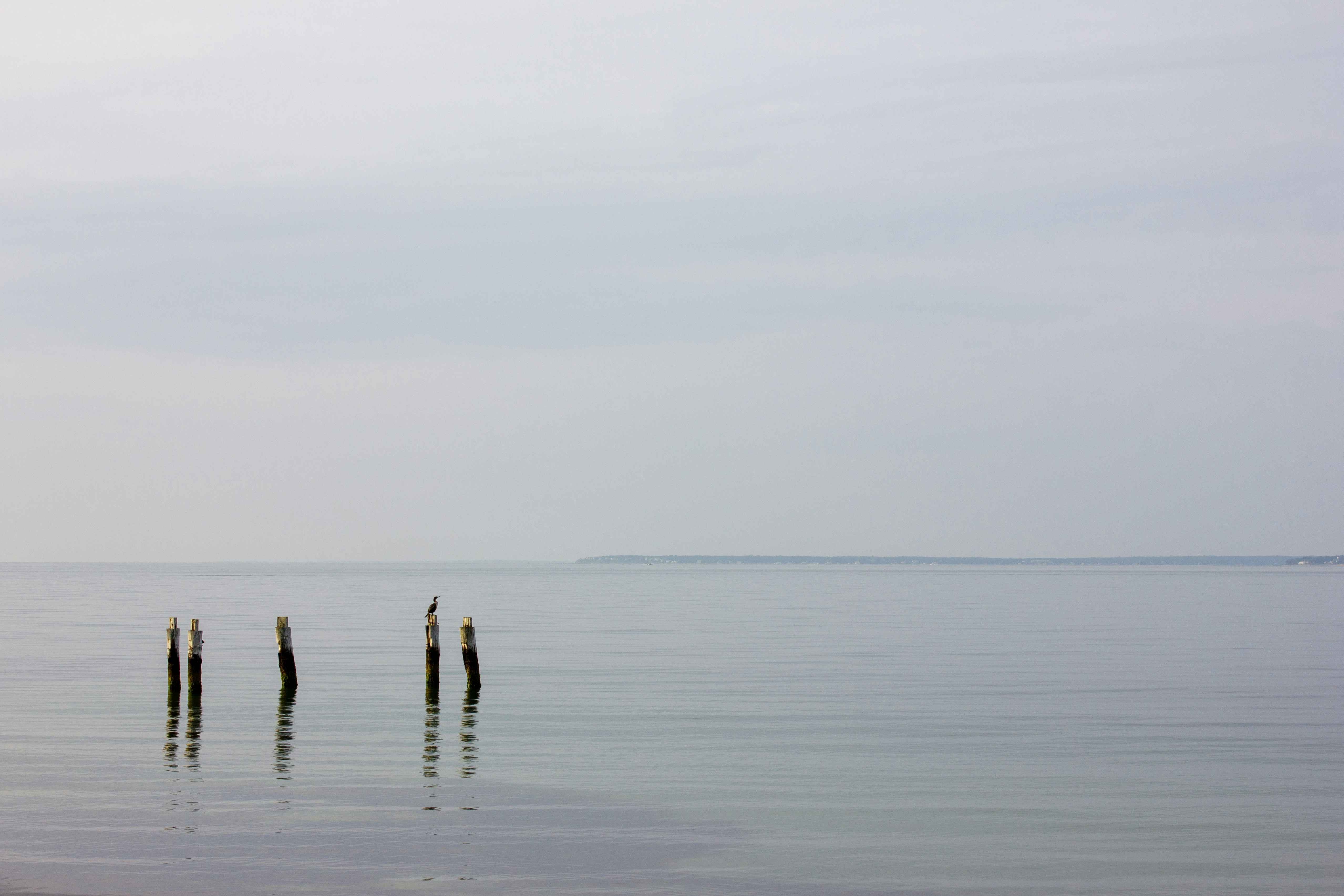 Wooden pilings stand serene in calm water.