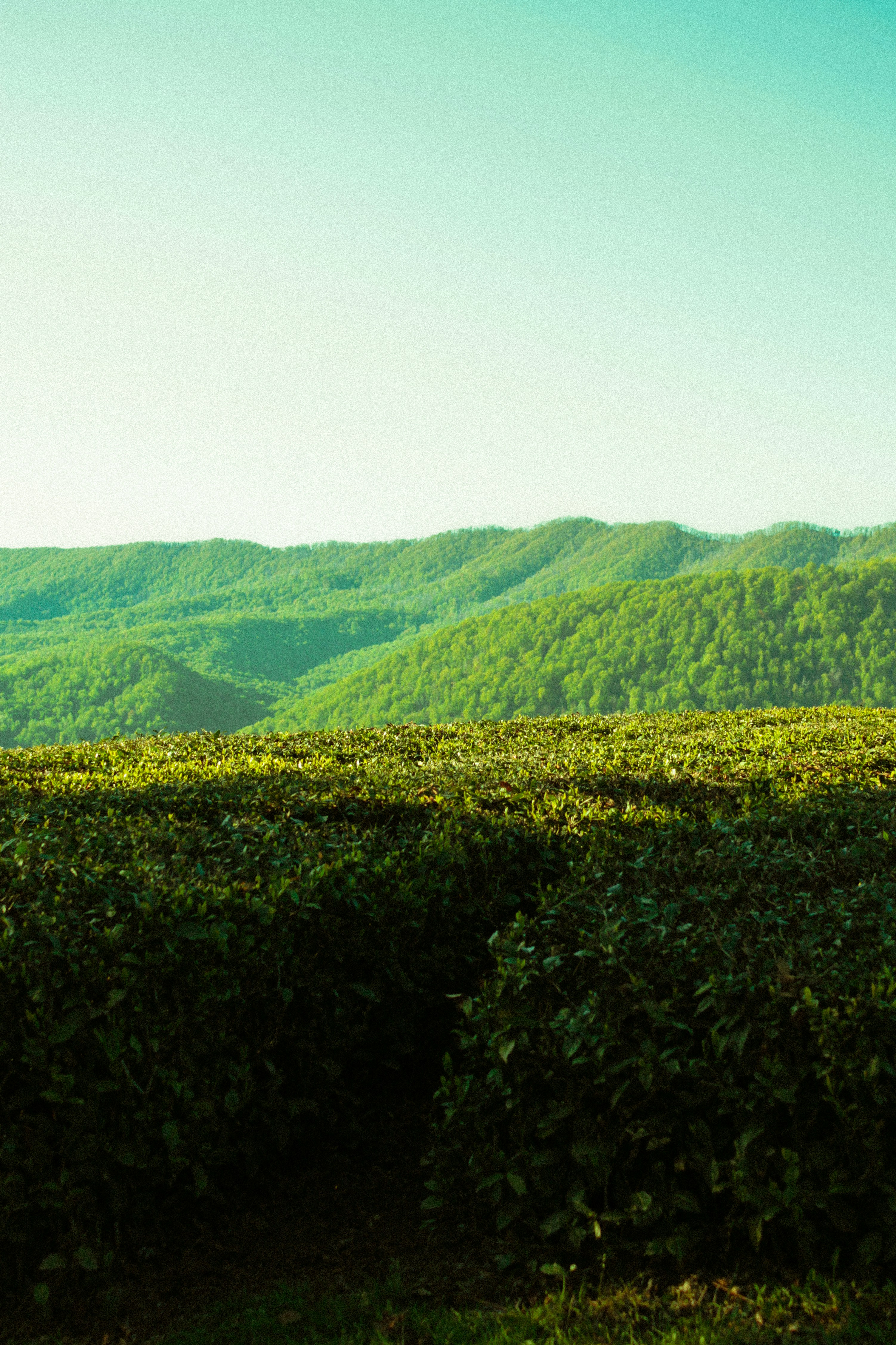Hedgerow Horizon: Green Ranges Beneath a Quiet Sky