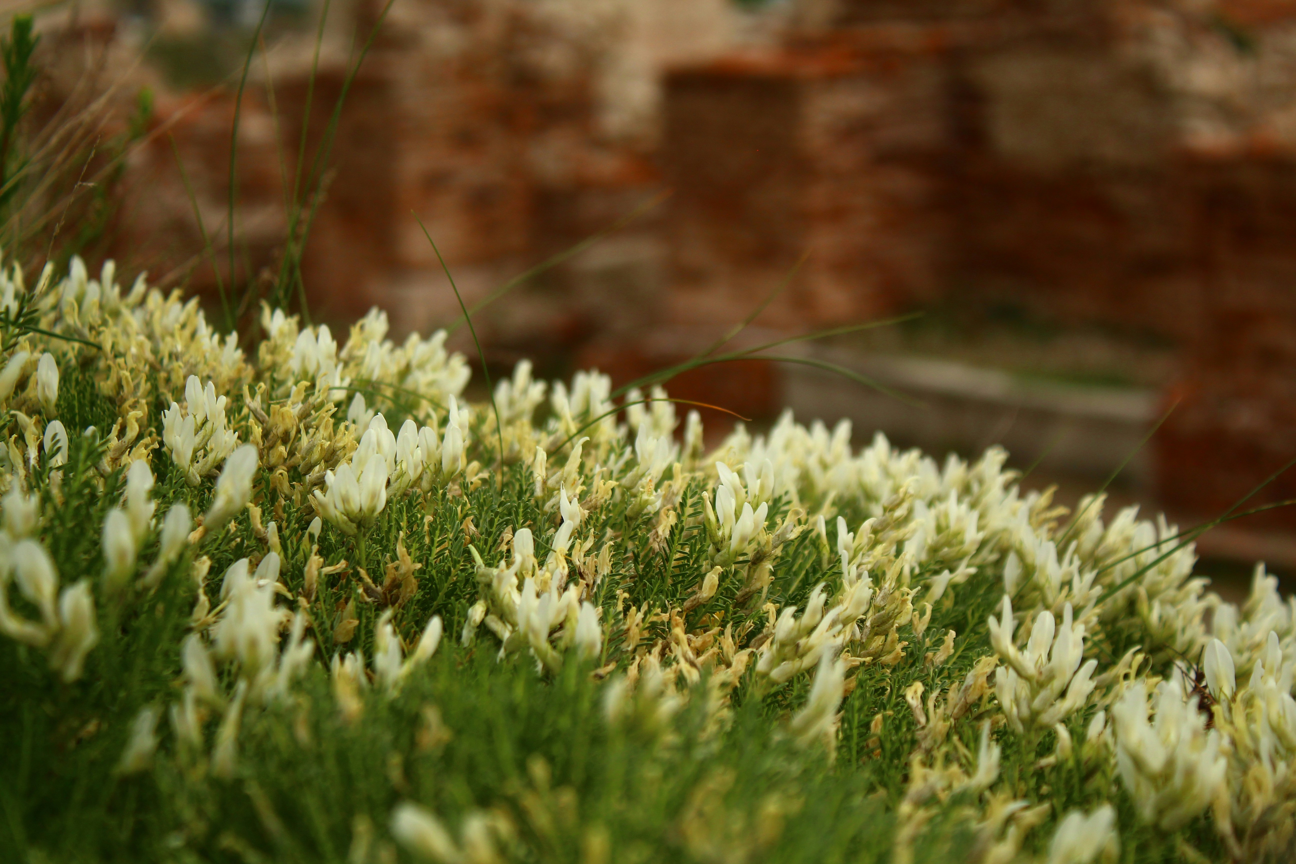 Cream-tipped blossoms crowd a sunlit border beside a brick wall