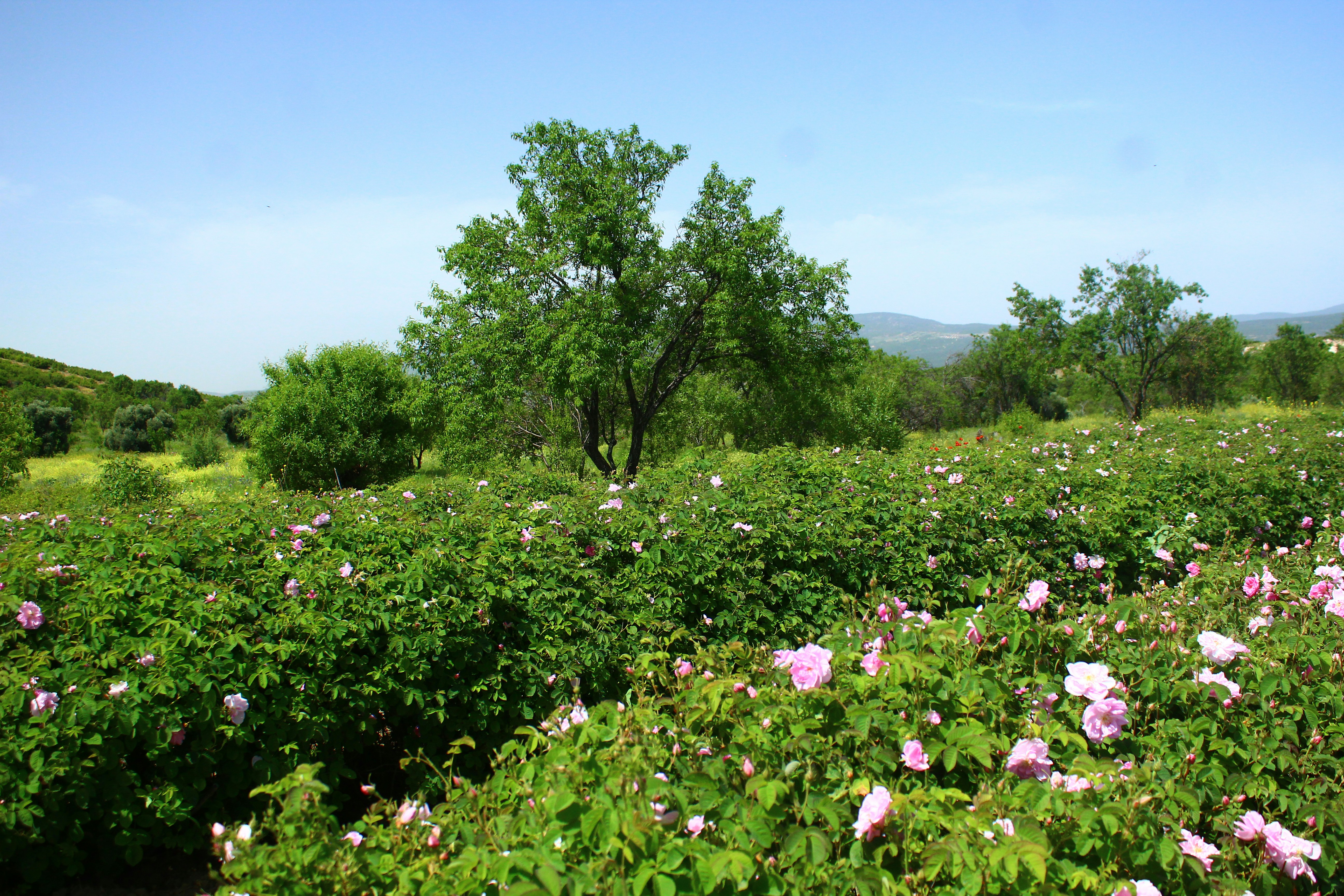 Blossoms Amidst the Green: A Floral Symphony
