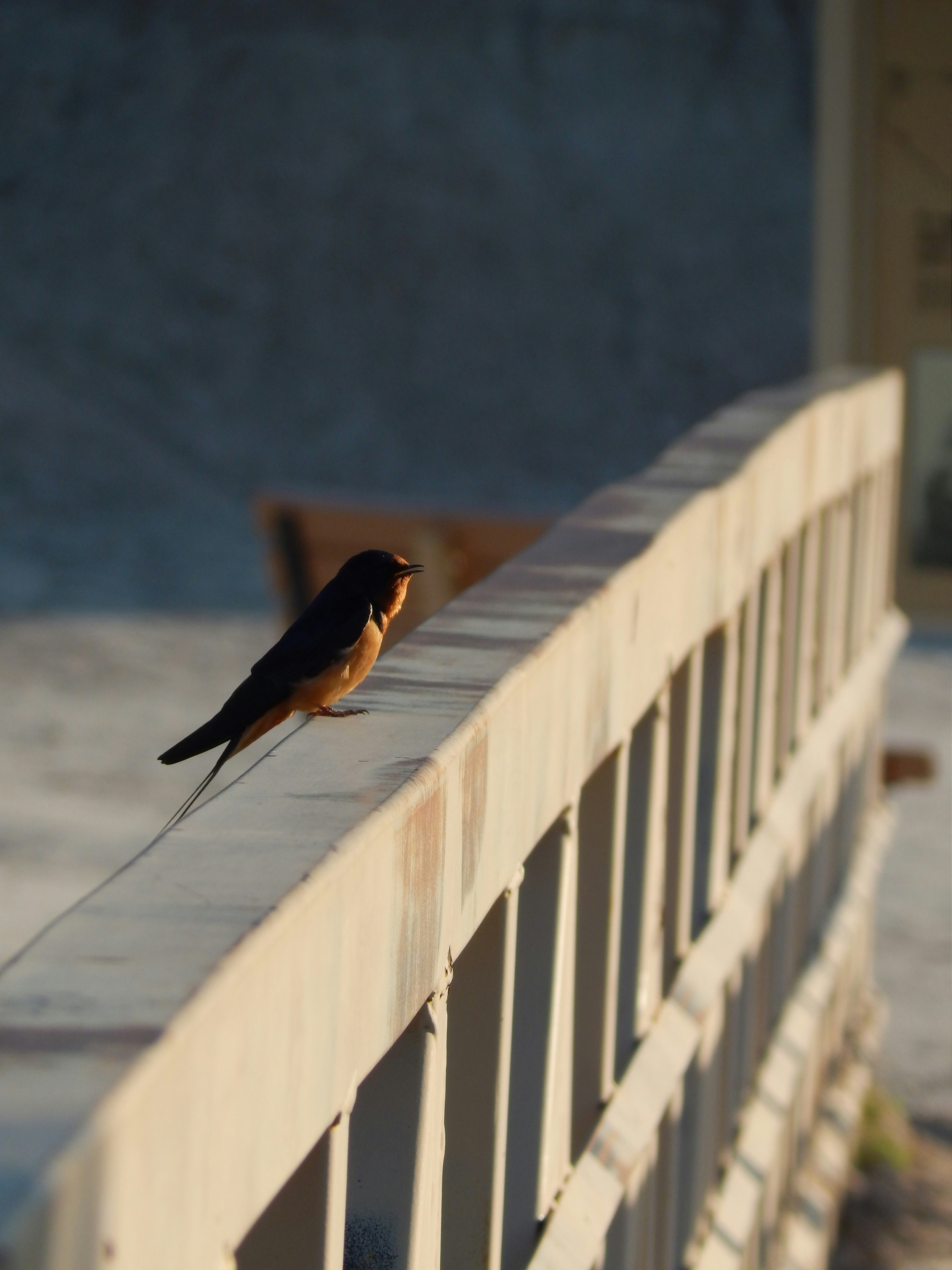 Golden-hour Swallow Perches Along a Weathered Railing