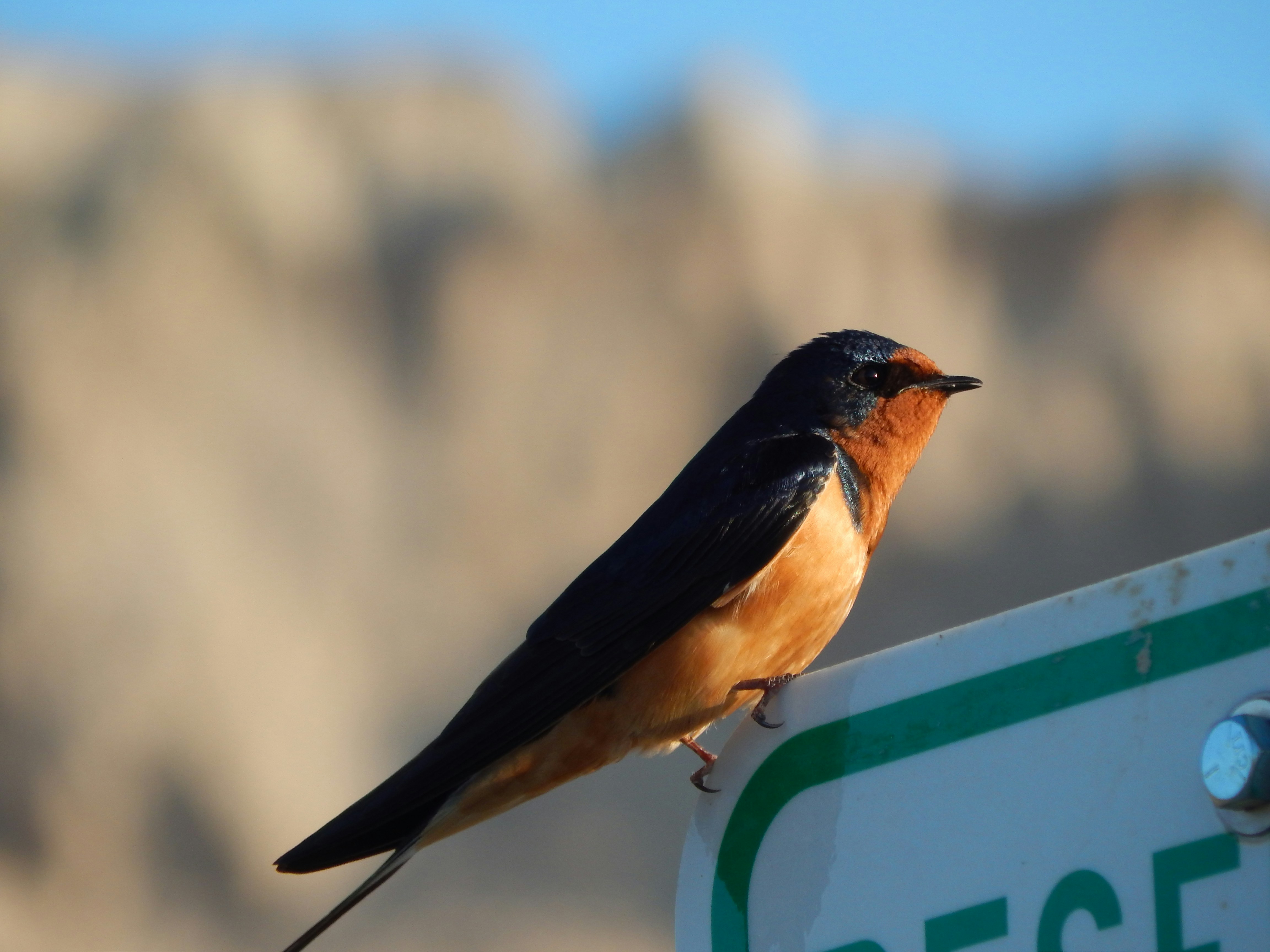 Barn Swallow on a Weathered Sign: Quiet Drama Against a Cliff Backdrop