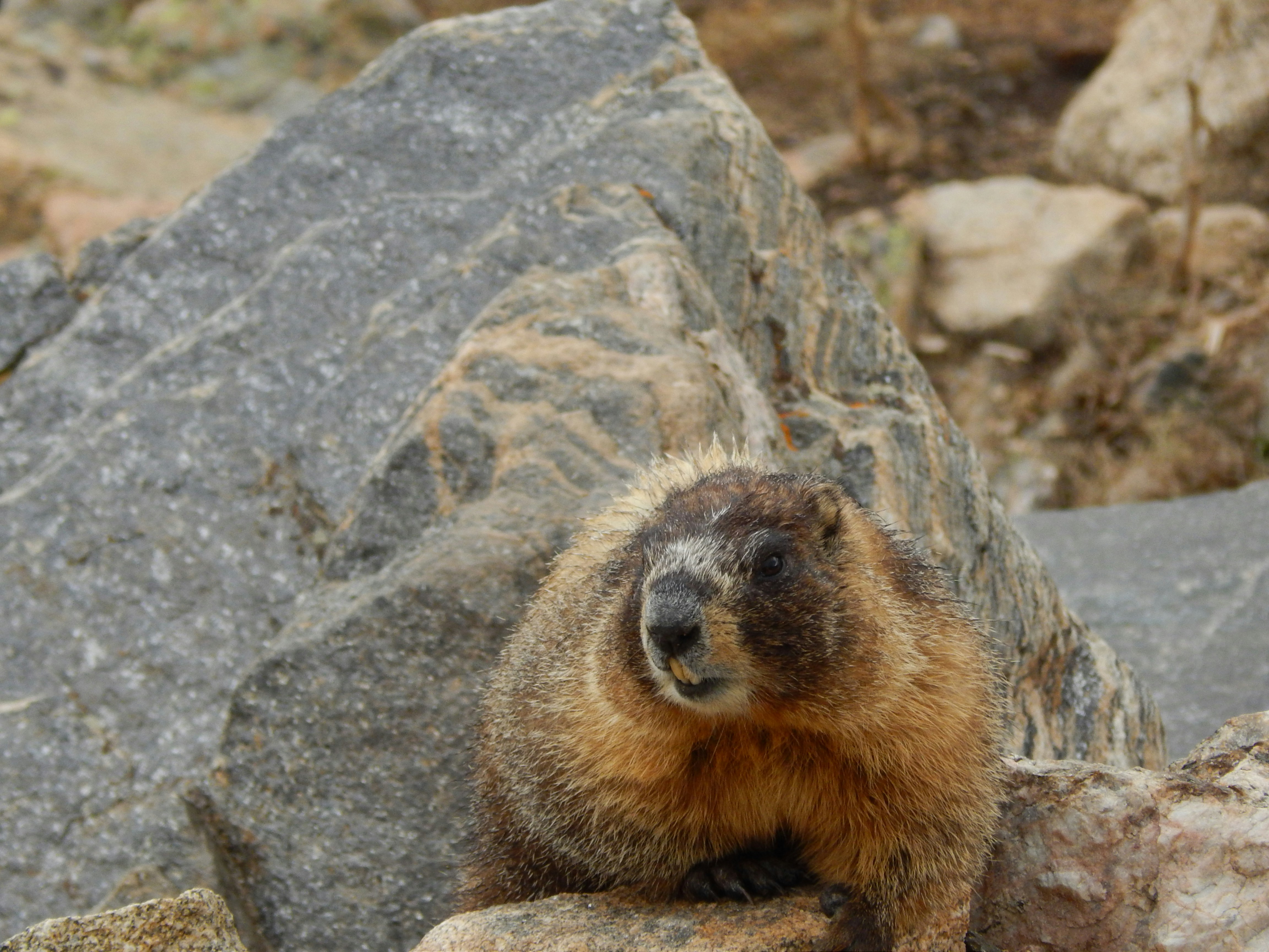 A marmot perched on a rocky outcrop, observing its surroundings in a mountainous landscape.