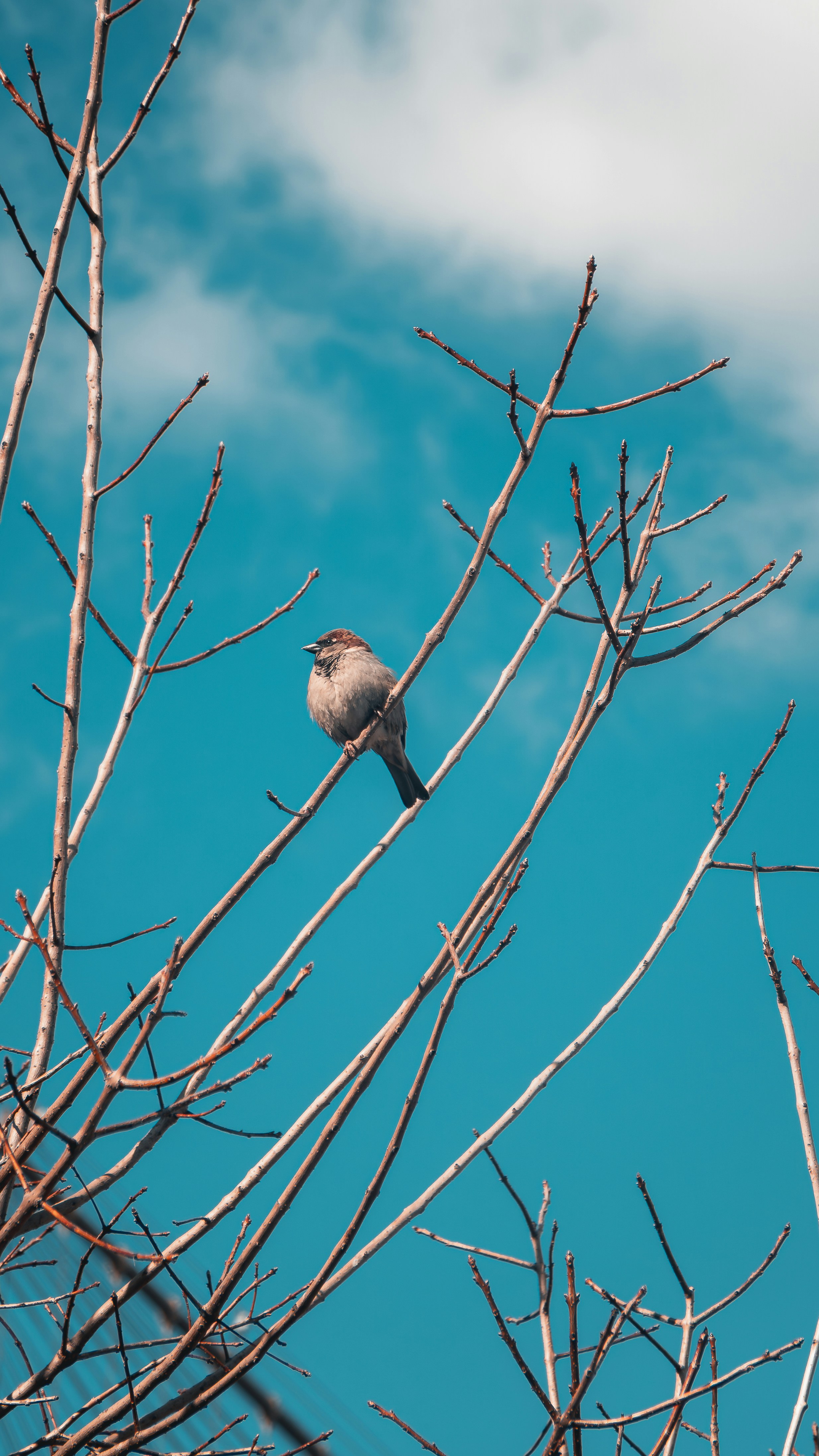 Perched Serenity: A Bird's ViewWillian Justen de Vasconcellos