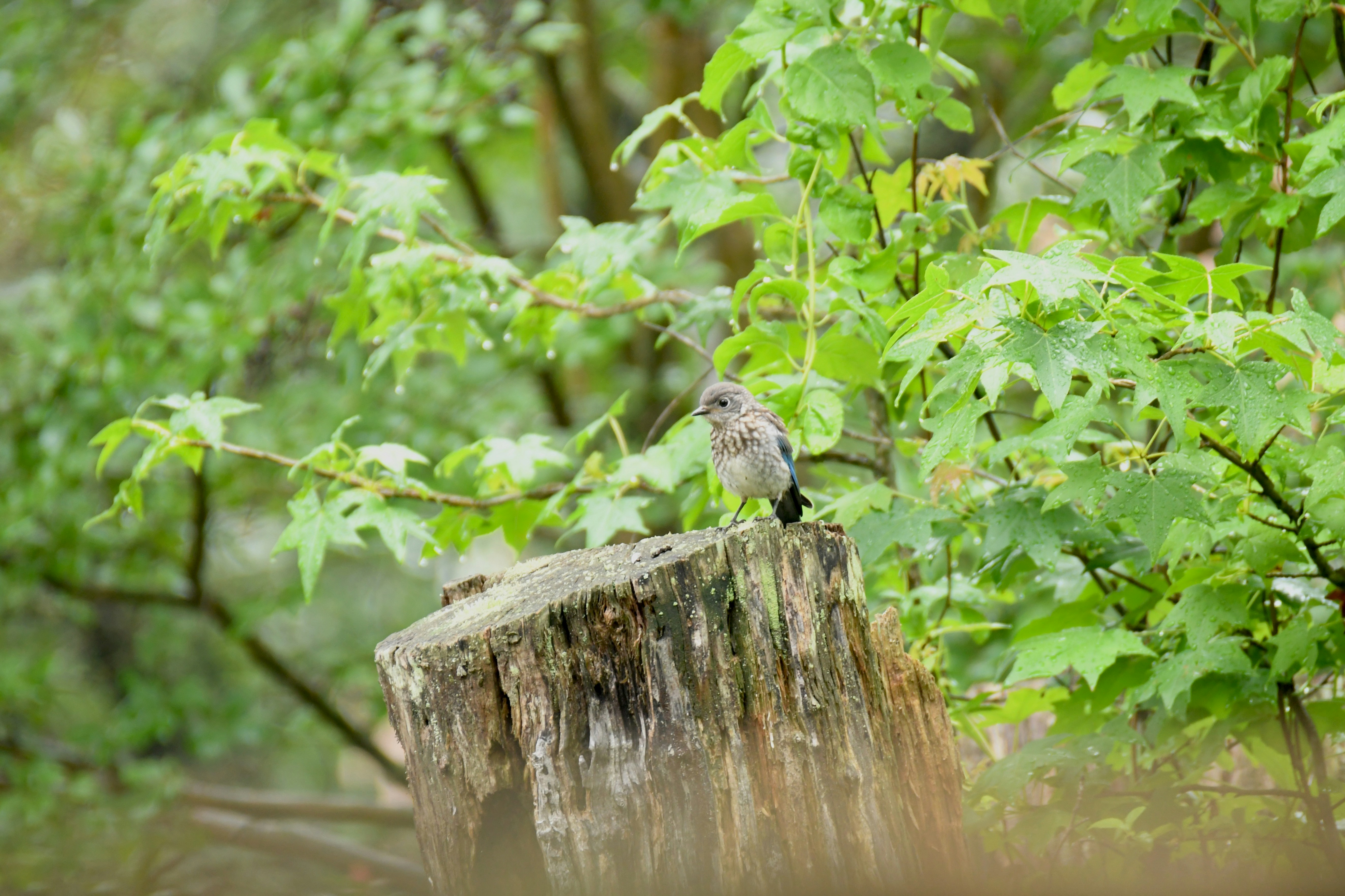 A Quiet Moment on a Woodland Perch