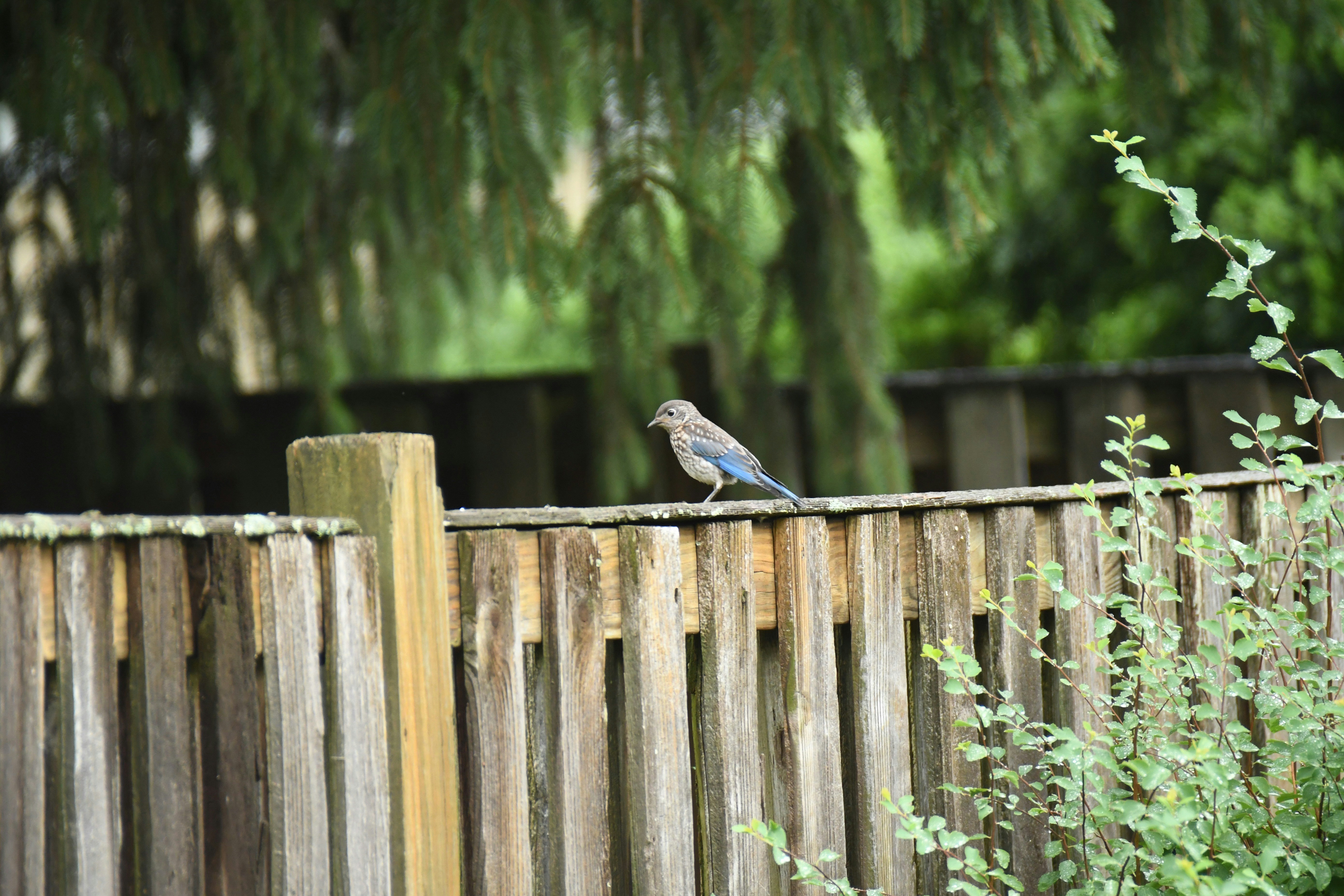 Juvenile eastern bluebird