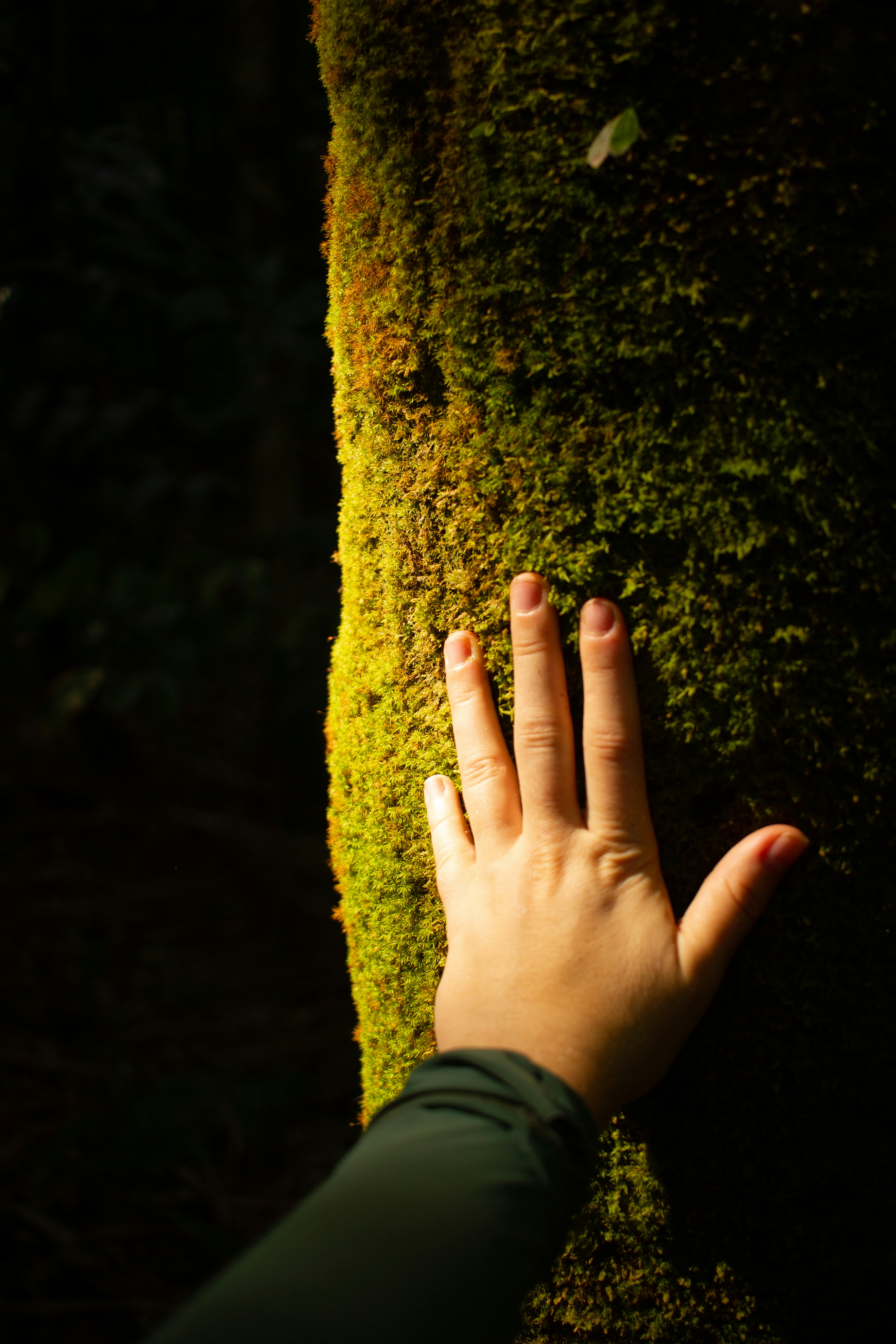 Touch of Moss: A Hand Resting on a Sunlit Trunk