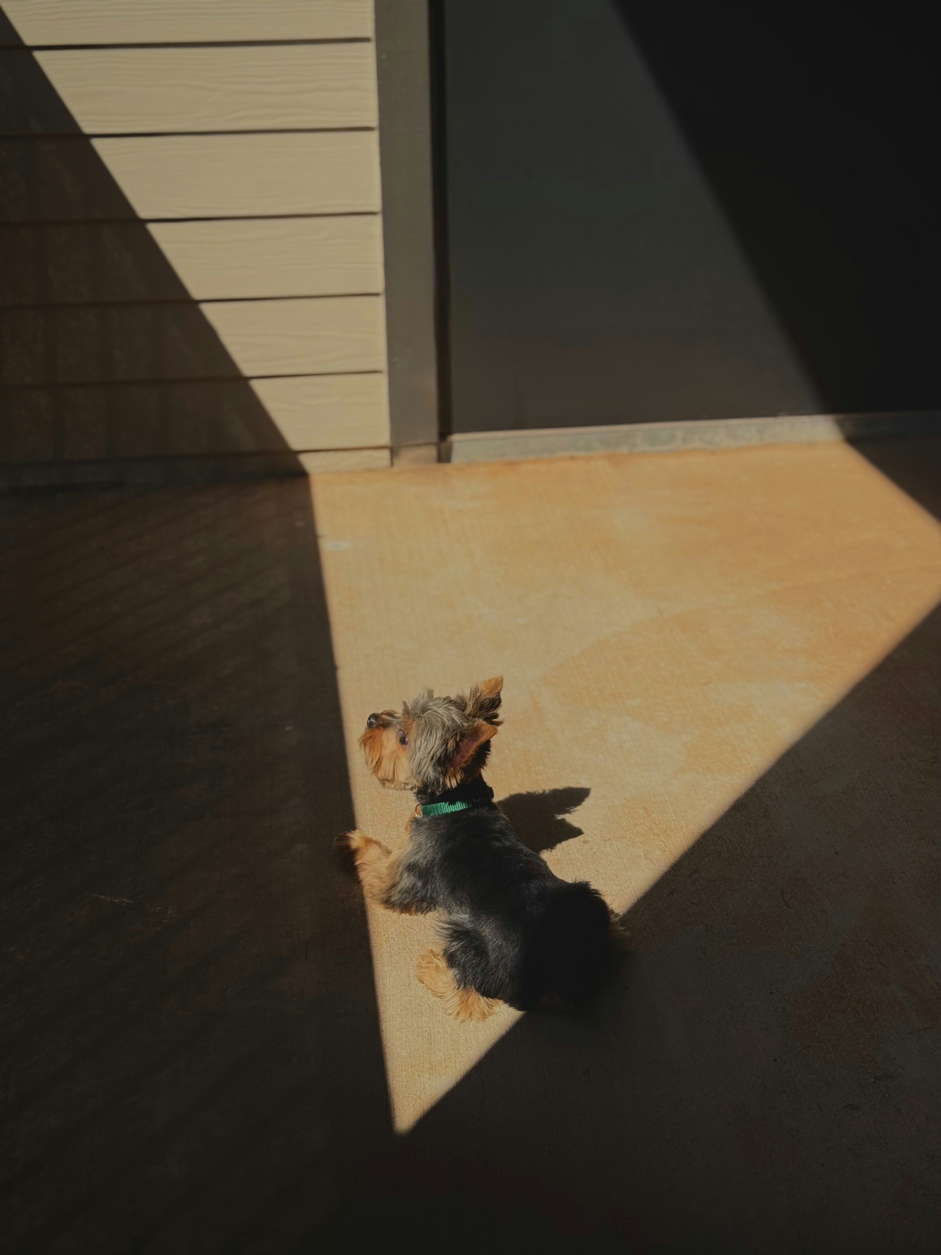 Sunlit Serenity: A Quiet Moment of Reflection
