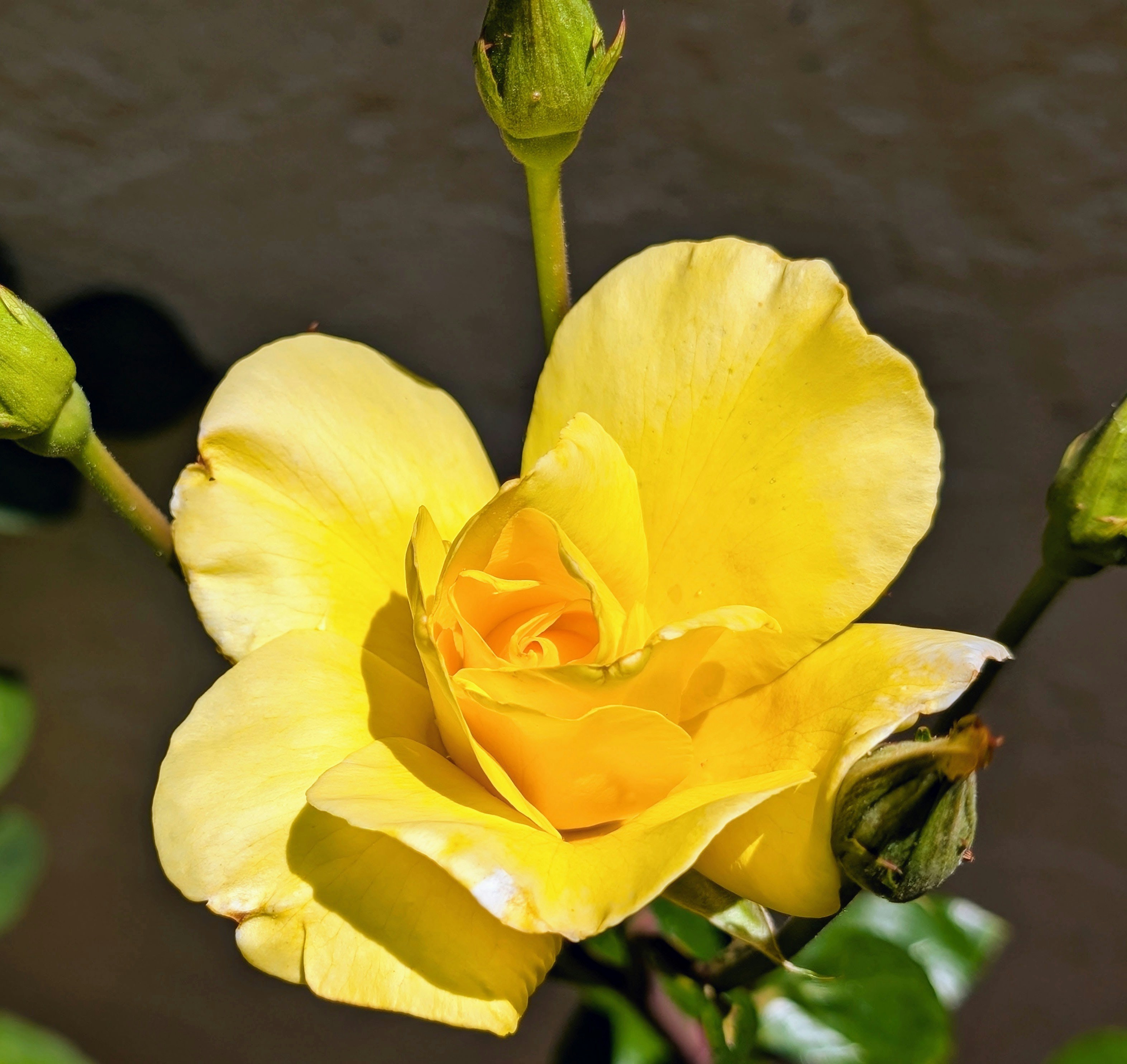 Macro Portrait of a Golden Rose: Crisp Petals and Sunlit Texture