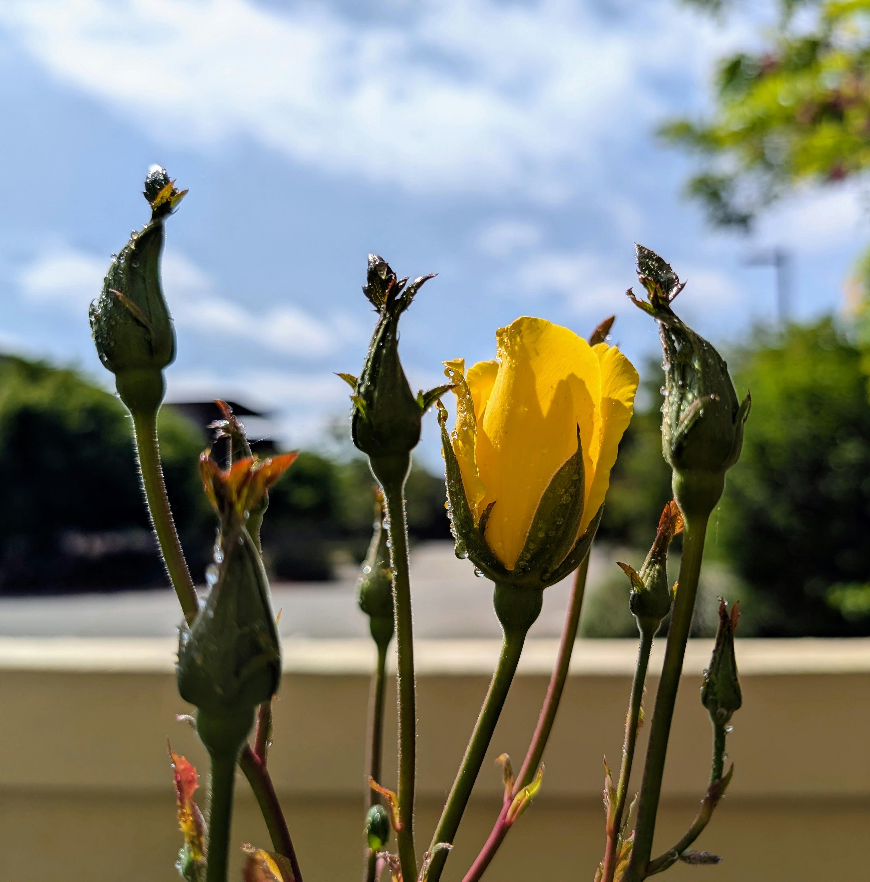 Emerging Sunshine: The Birth of a Yellow Blossom