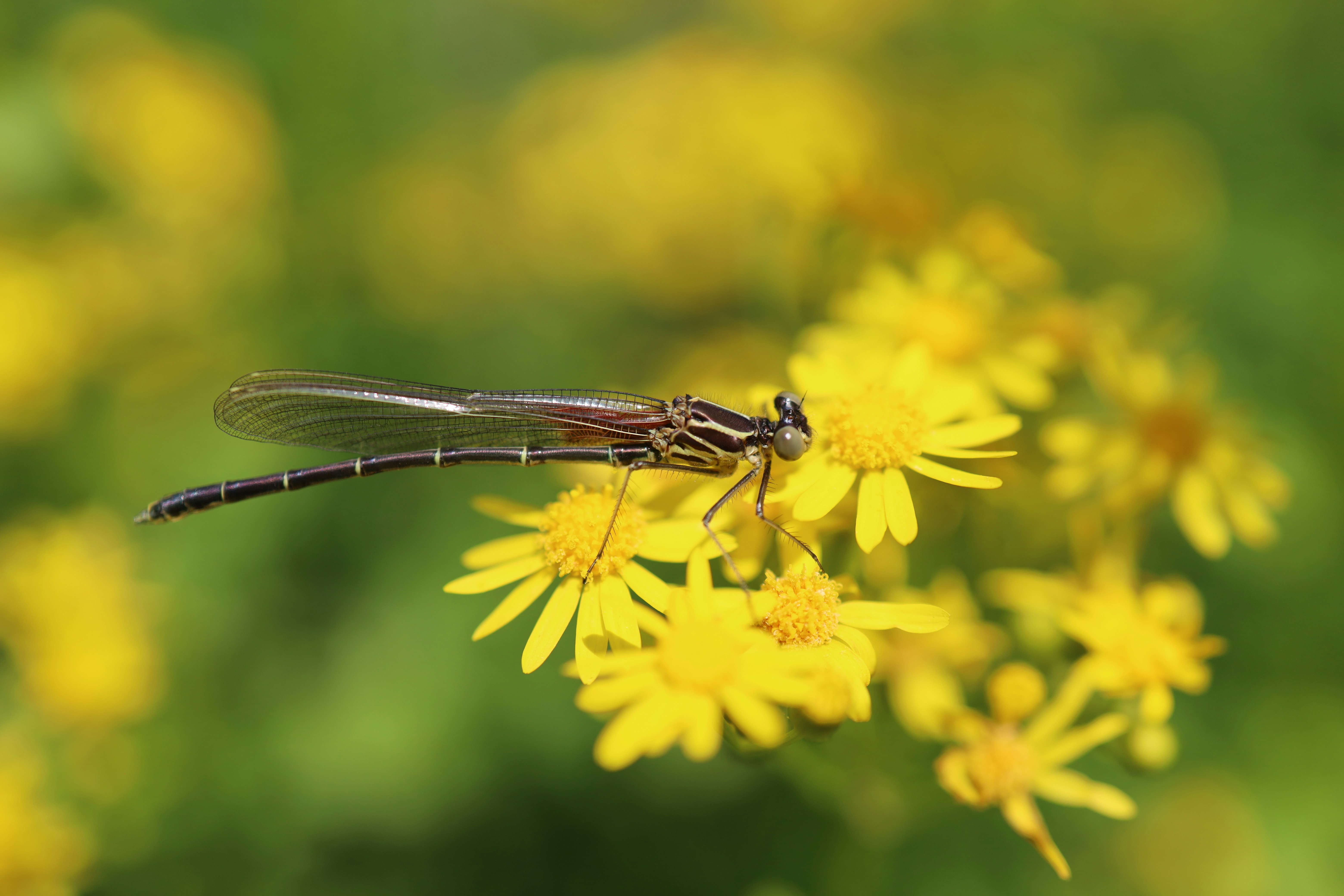 Amber-Wing Dragonfly on a Crown of Yellow Blooms