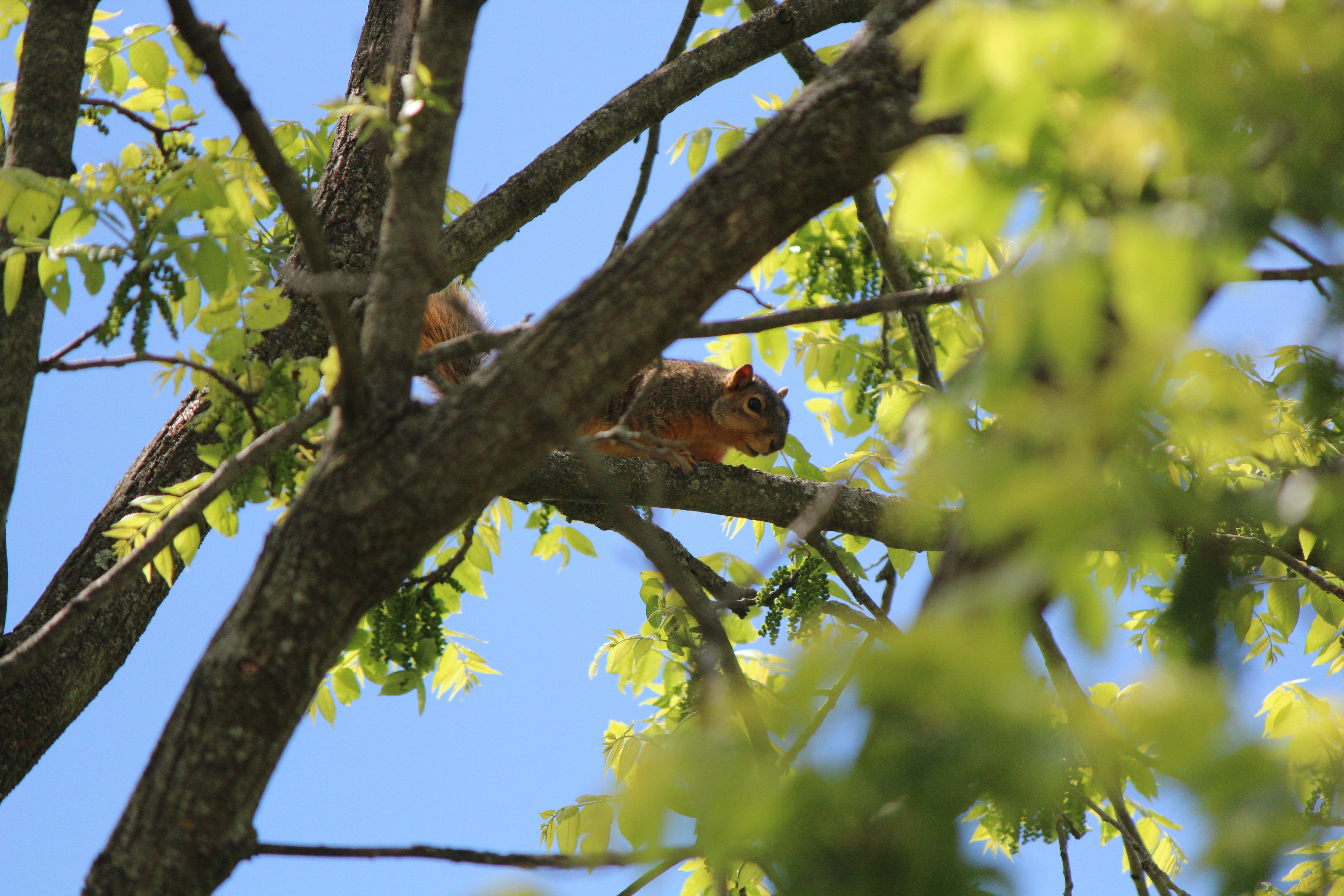 Squirrel Amid Fresh Green Canopy under a Cerulean Sky