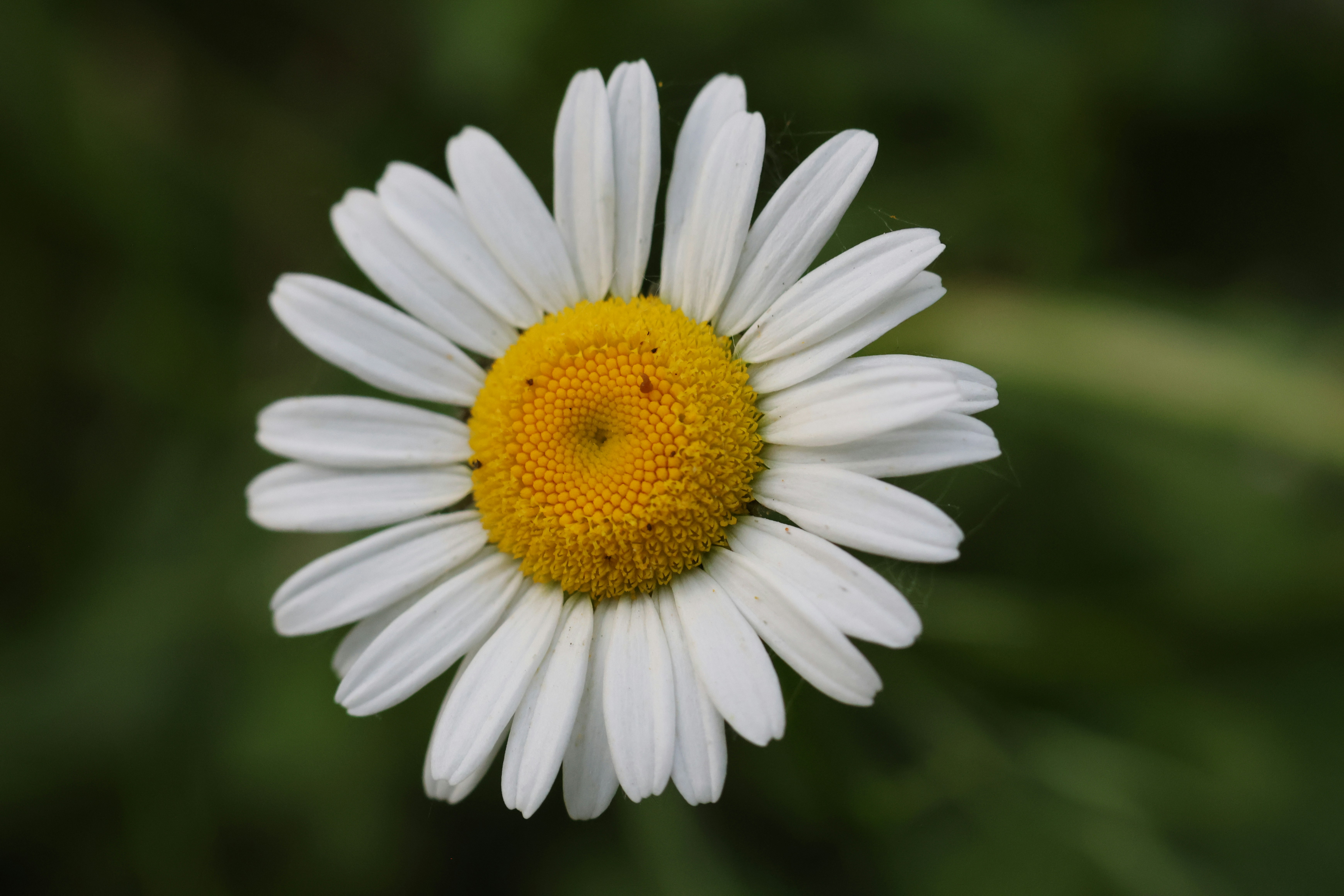 Close-up of a daisy showcasing its vibrant yellow center and delicate white petals against a blurred green background.