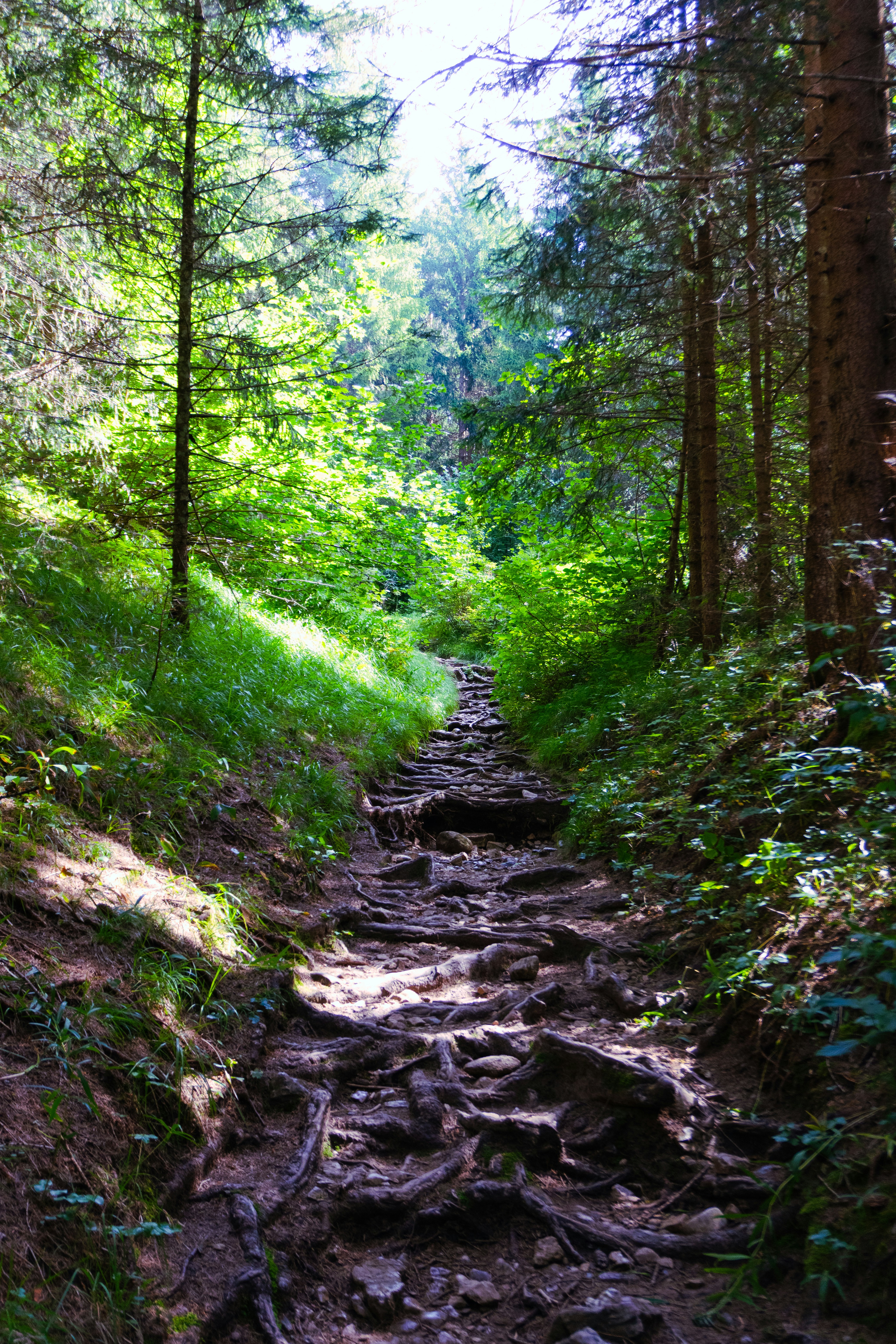 A rugged trail lined with exposed roots and vibrant greenery, inviting exploration through a serene forest landscape.