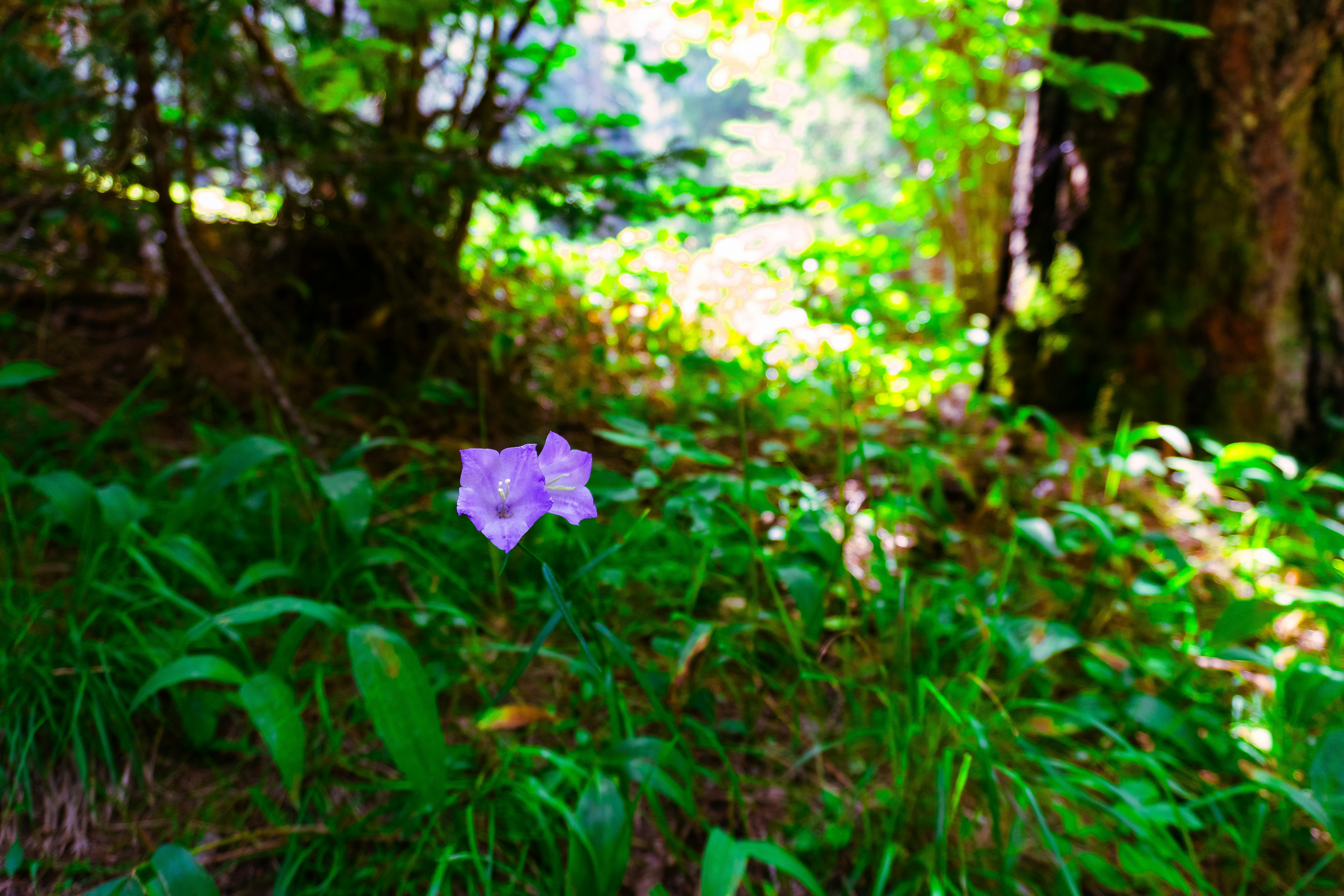 Lone Violet Bloom Anchored by Sunlit Greenery