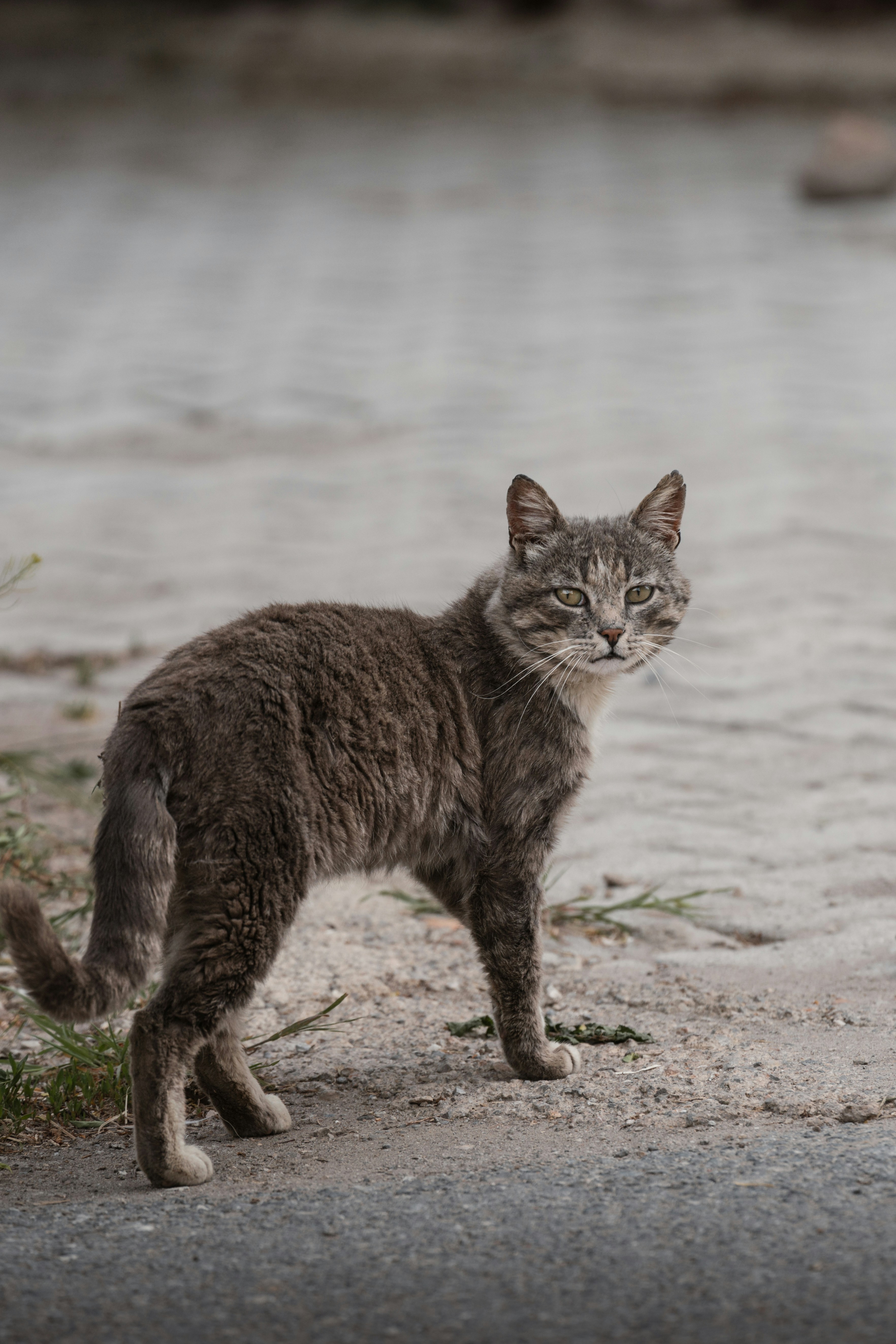 Gray cat standing alert on a cobblestone path, gazing curiously at the observer.