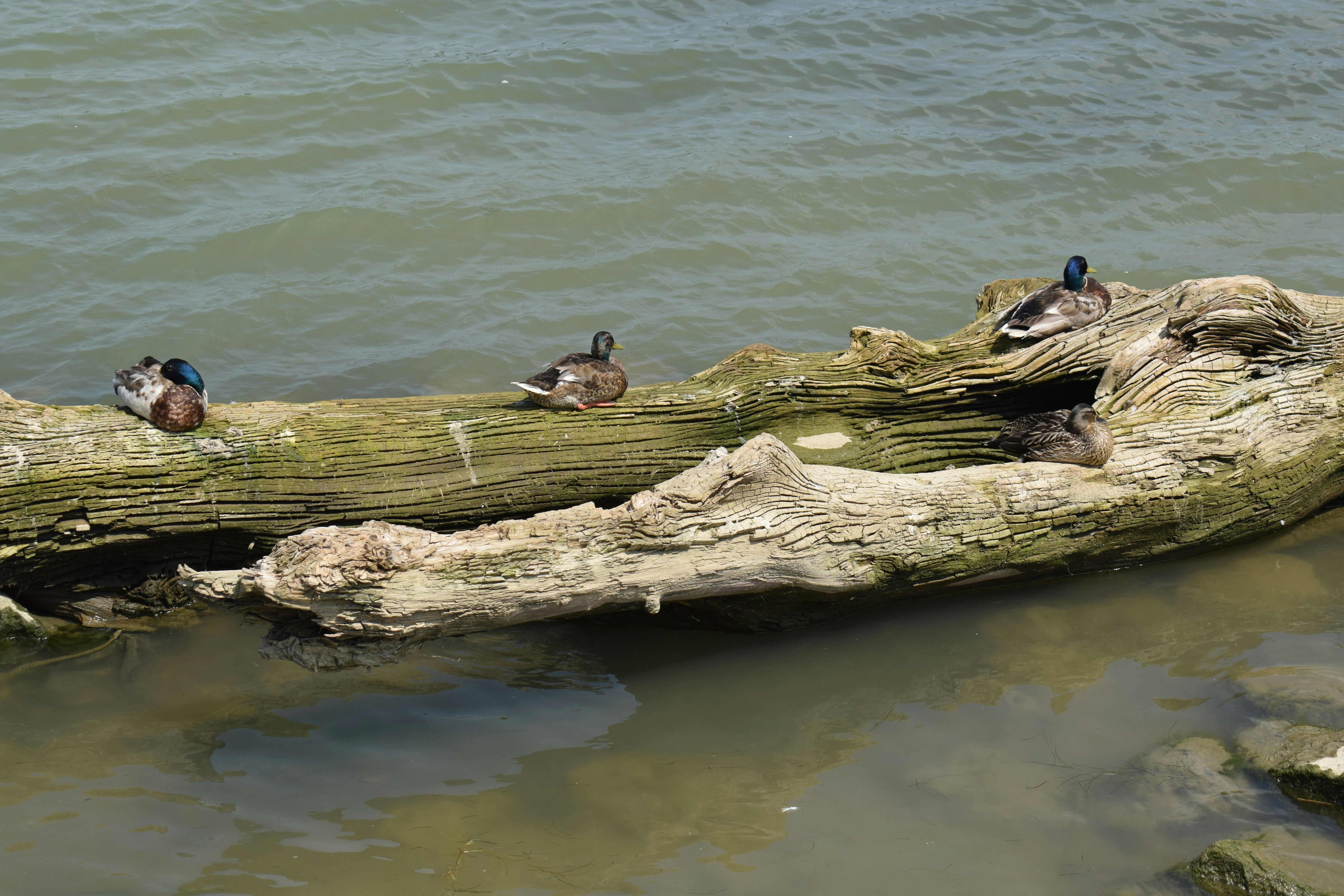 Mallards at Rest on a Weathered Log Over Quiet Water