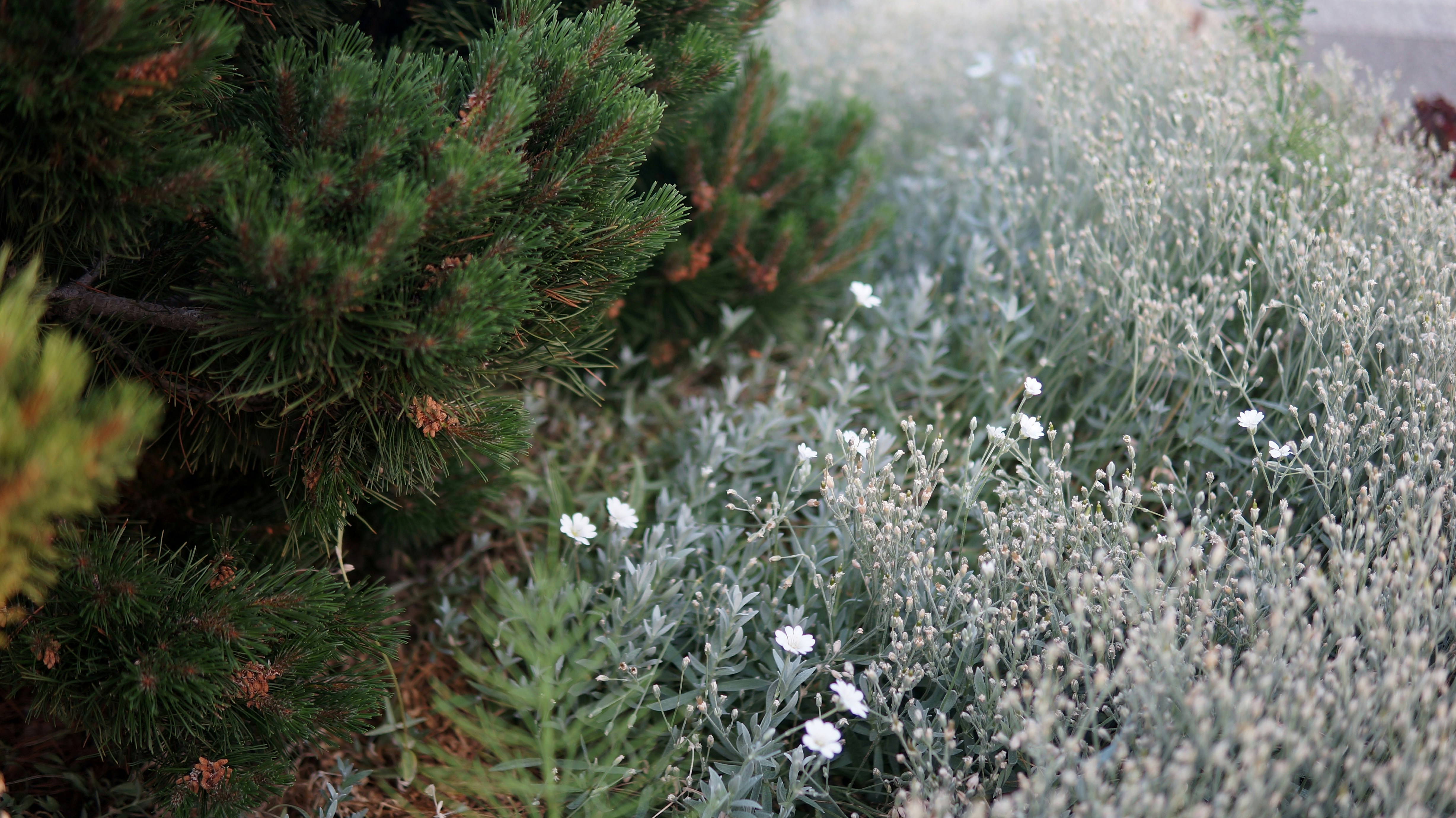 Whispers of Nature: A Green Tapestry
