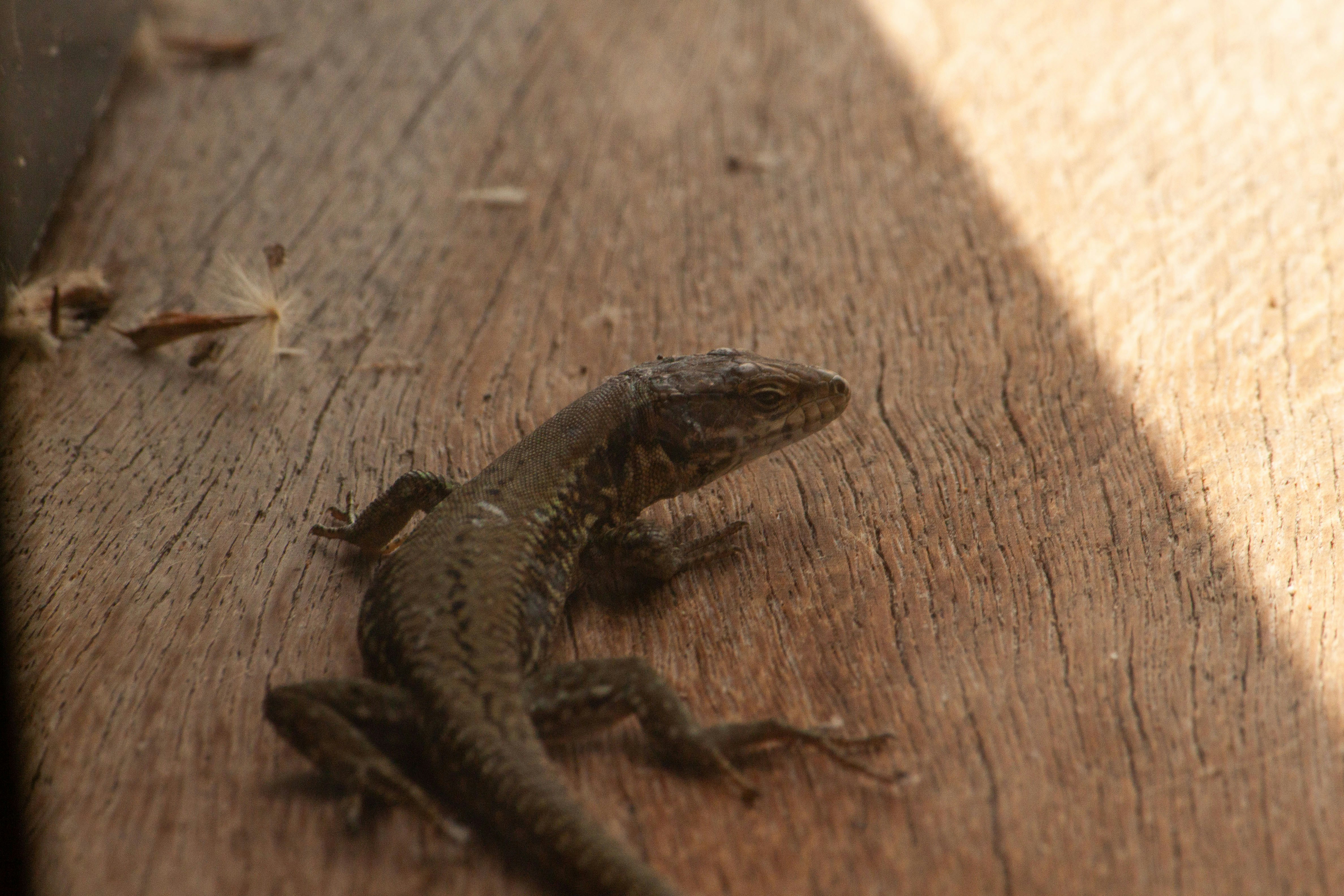 Sunlit Encounter: The Lizard's Lair