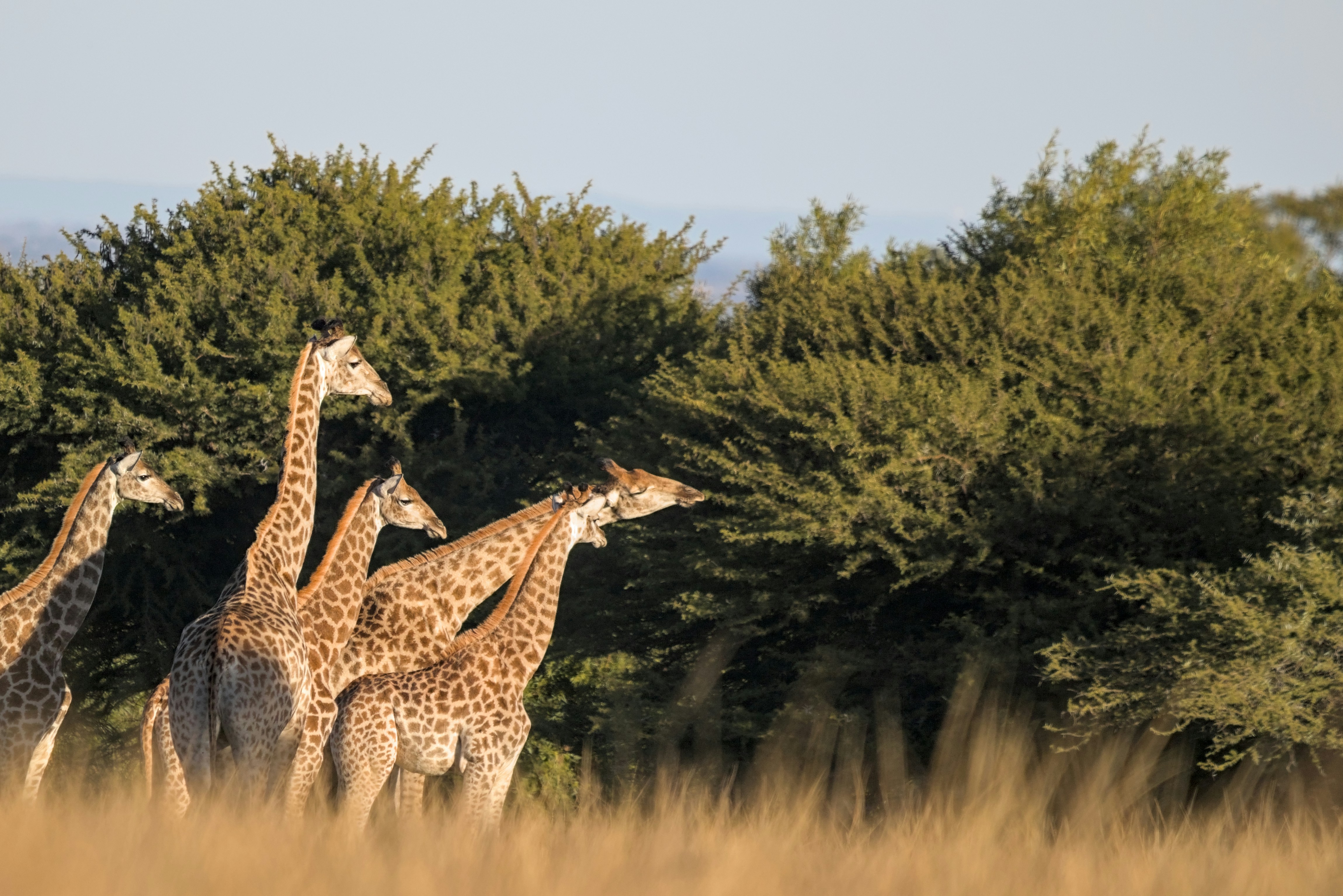 Giraffe Sentinels of the Savannah