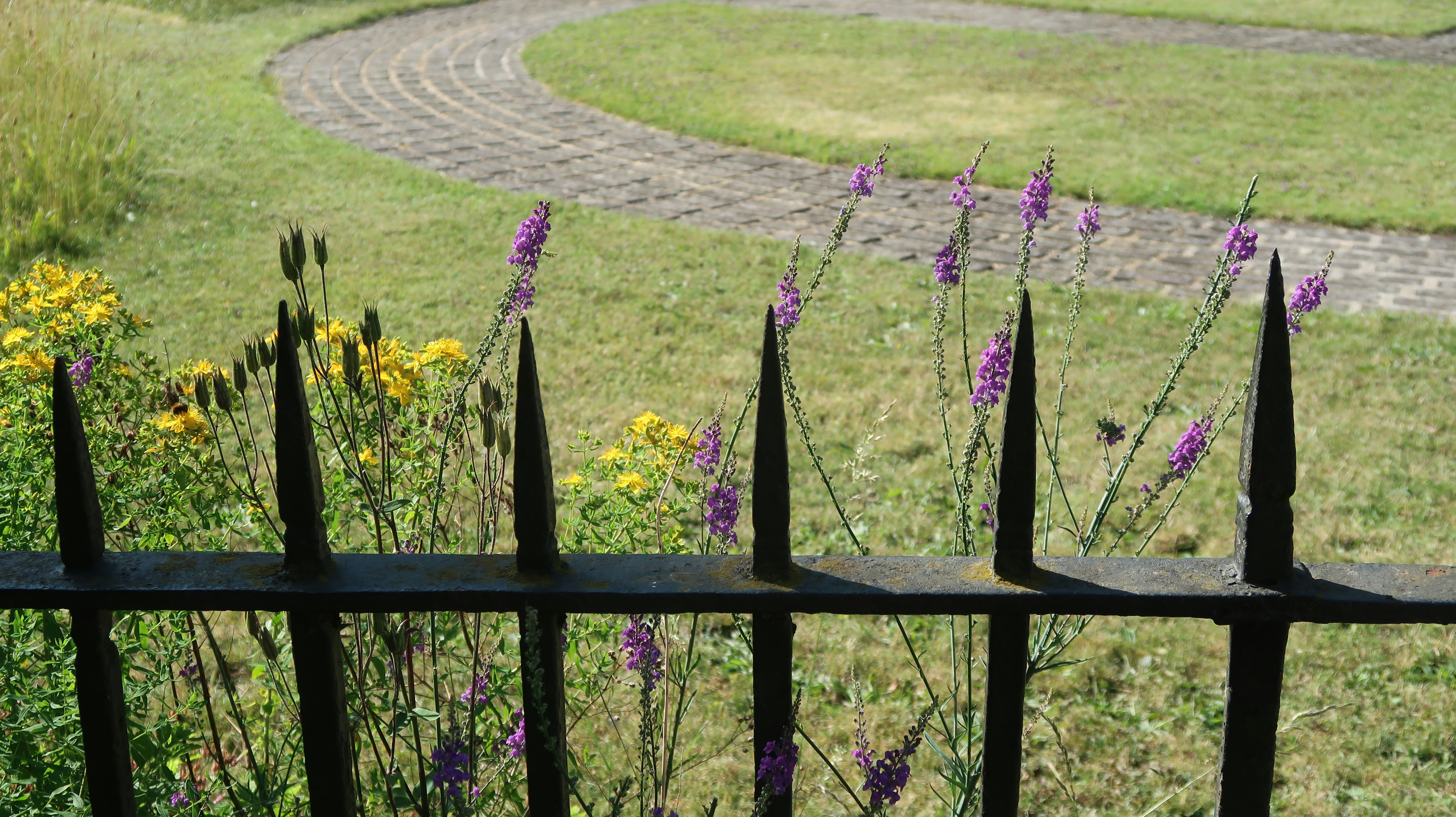Through the Iron Spikes: Lavender Blooms Framing a Curved Garden Path