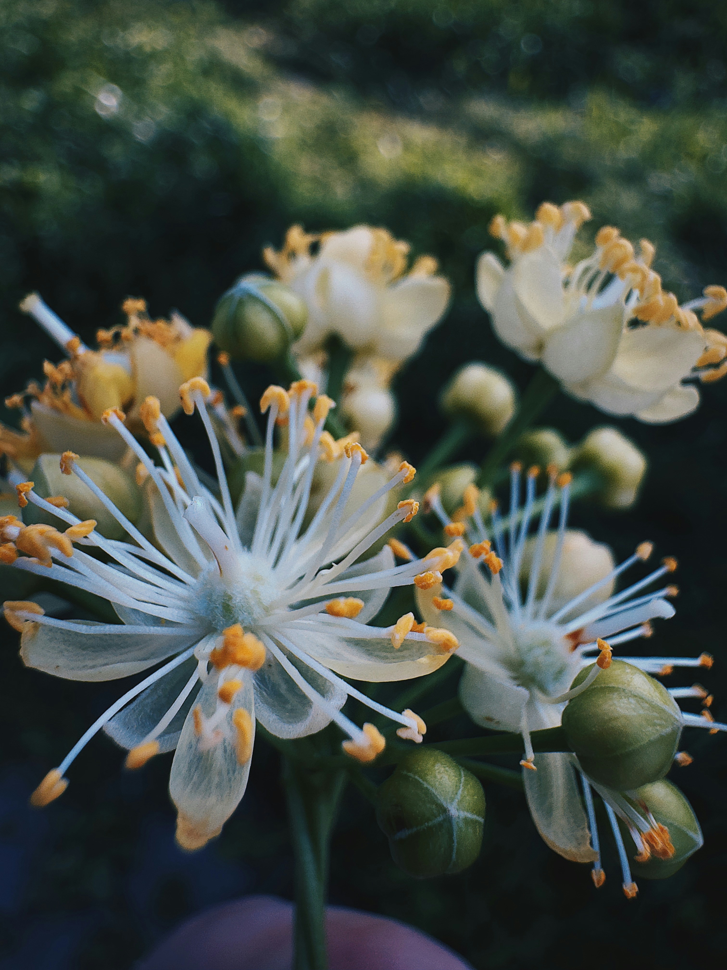 Whispers of Spring: A Floral Symphony