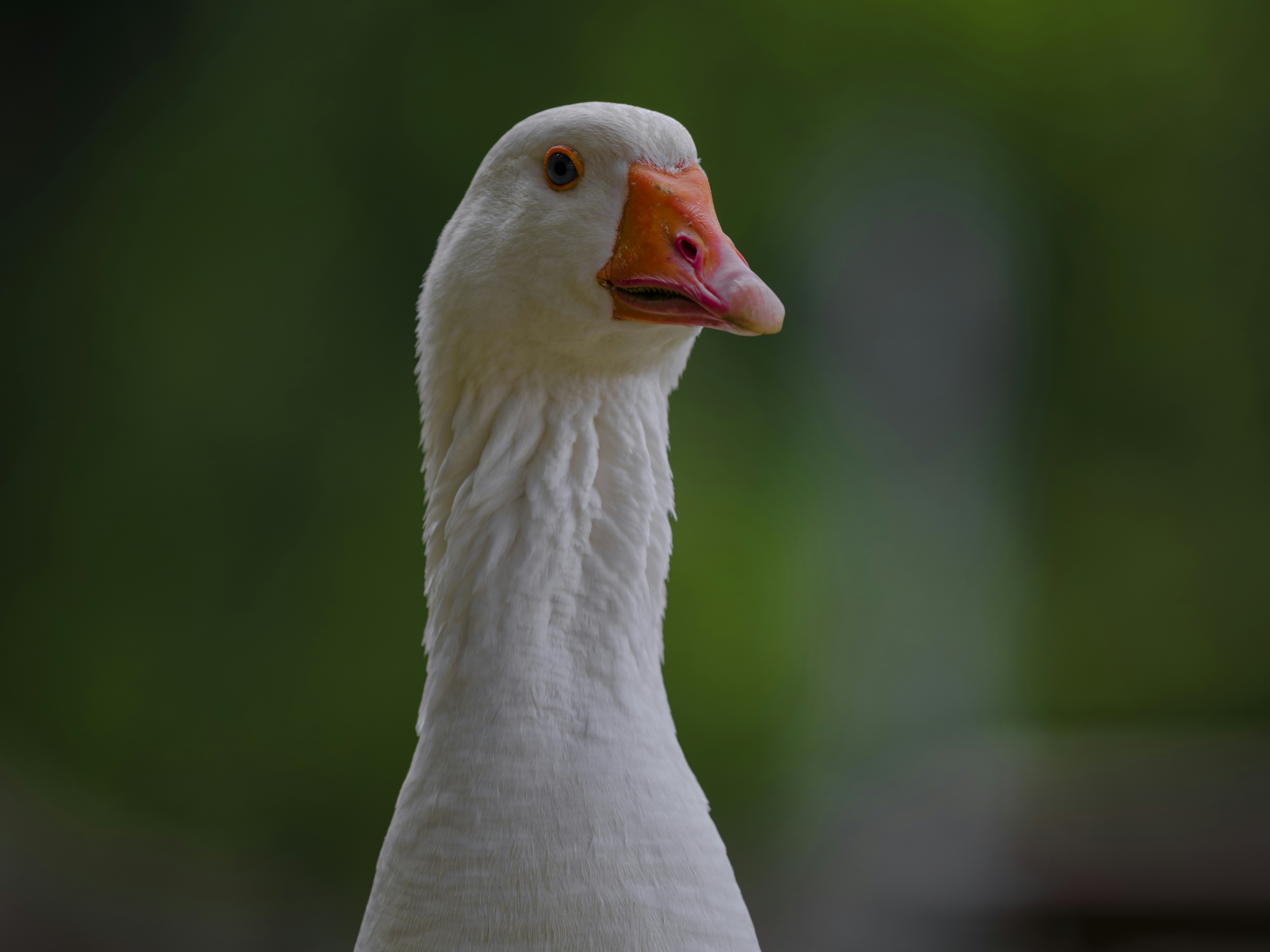 cute goose in the nature | A goose stares with curiosity in its eyes.