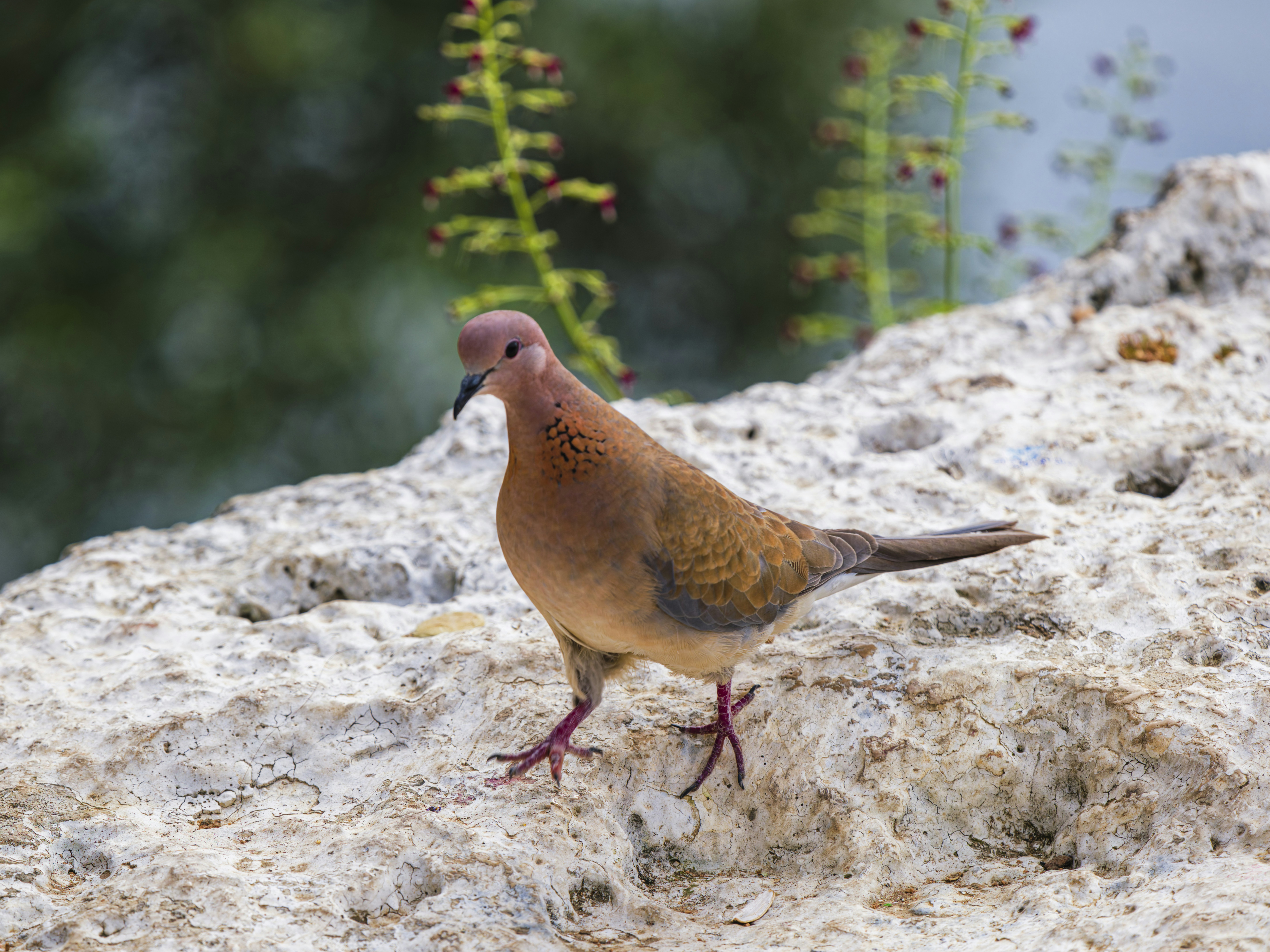 Rust-colored Pigeon on sunlit Limestone