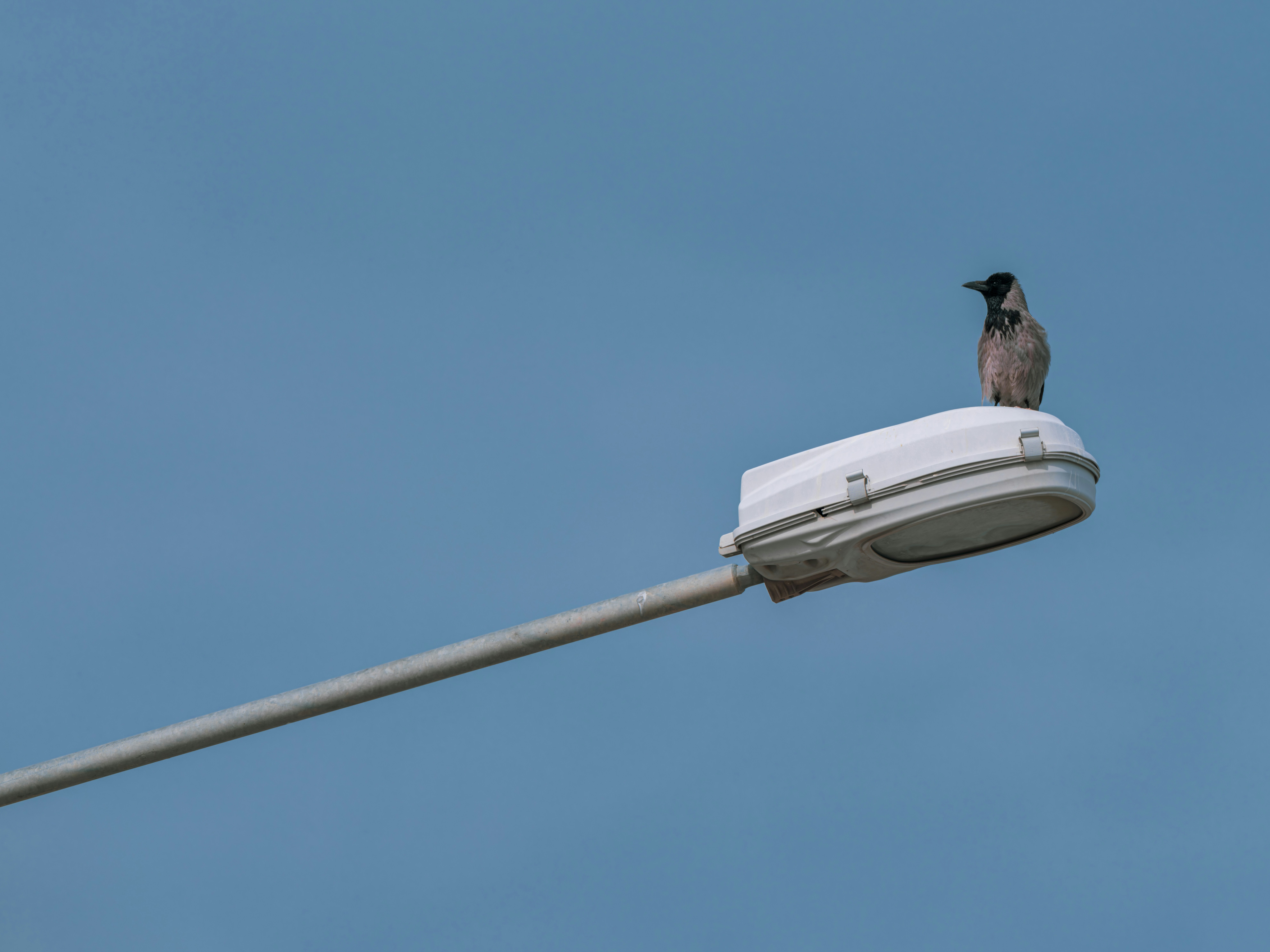 Cerulean Sky Sentinel: Crow Perched on a Streetlamp