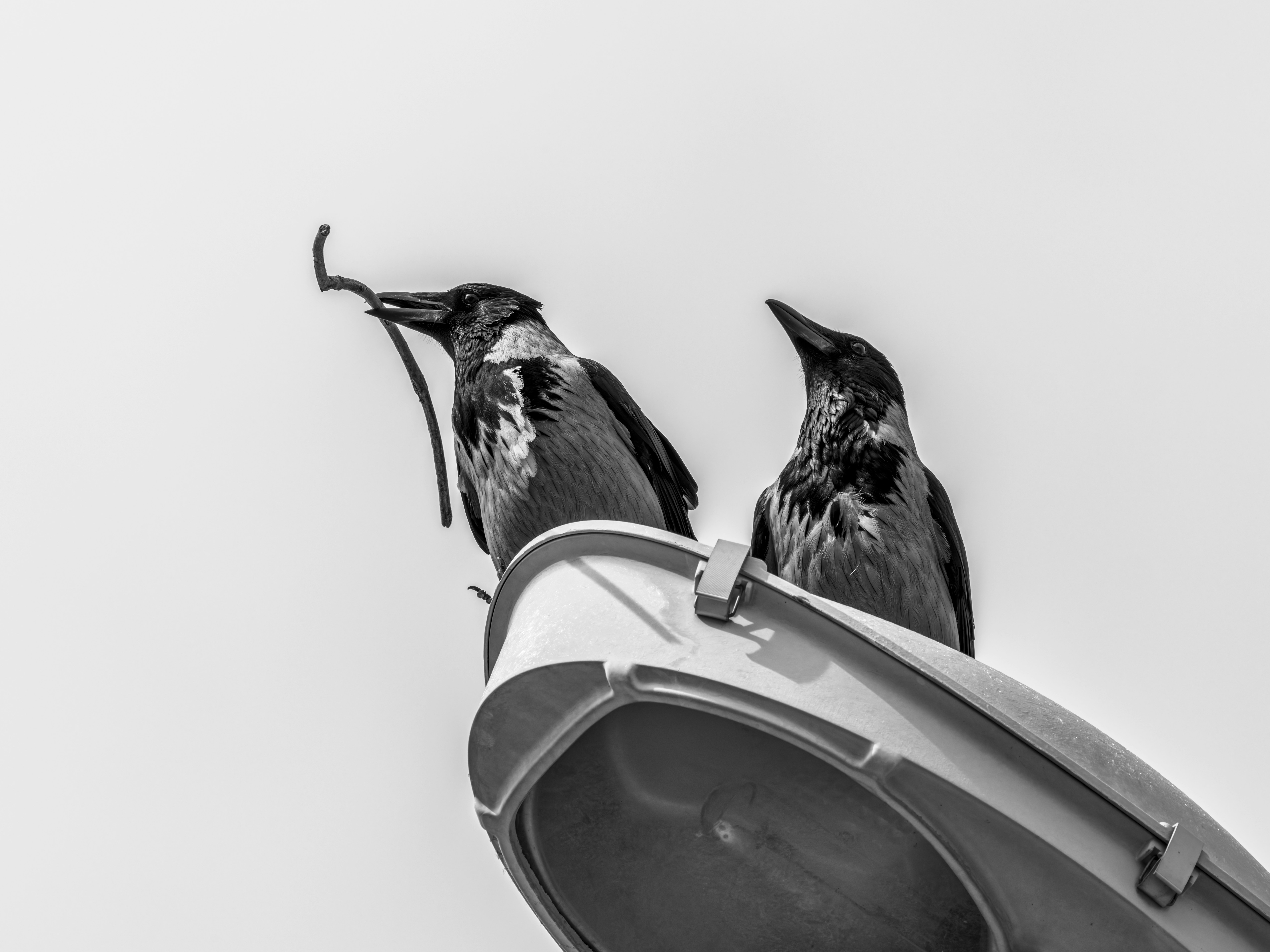 Two crows perched on the edge of a trash bin, one holding a piece of wire in its beak. The monochromatic palette emphasizes their details against a stark background.