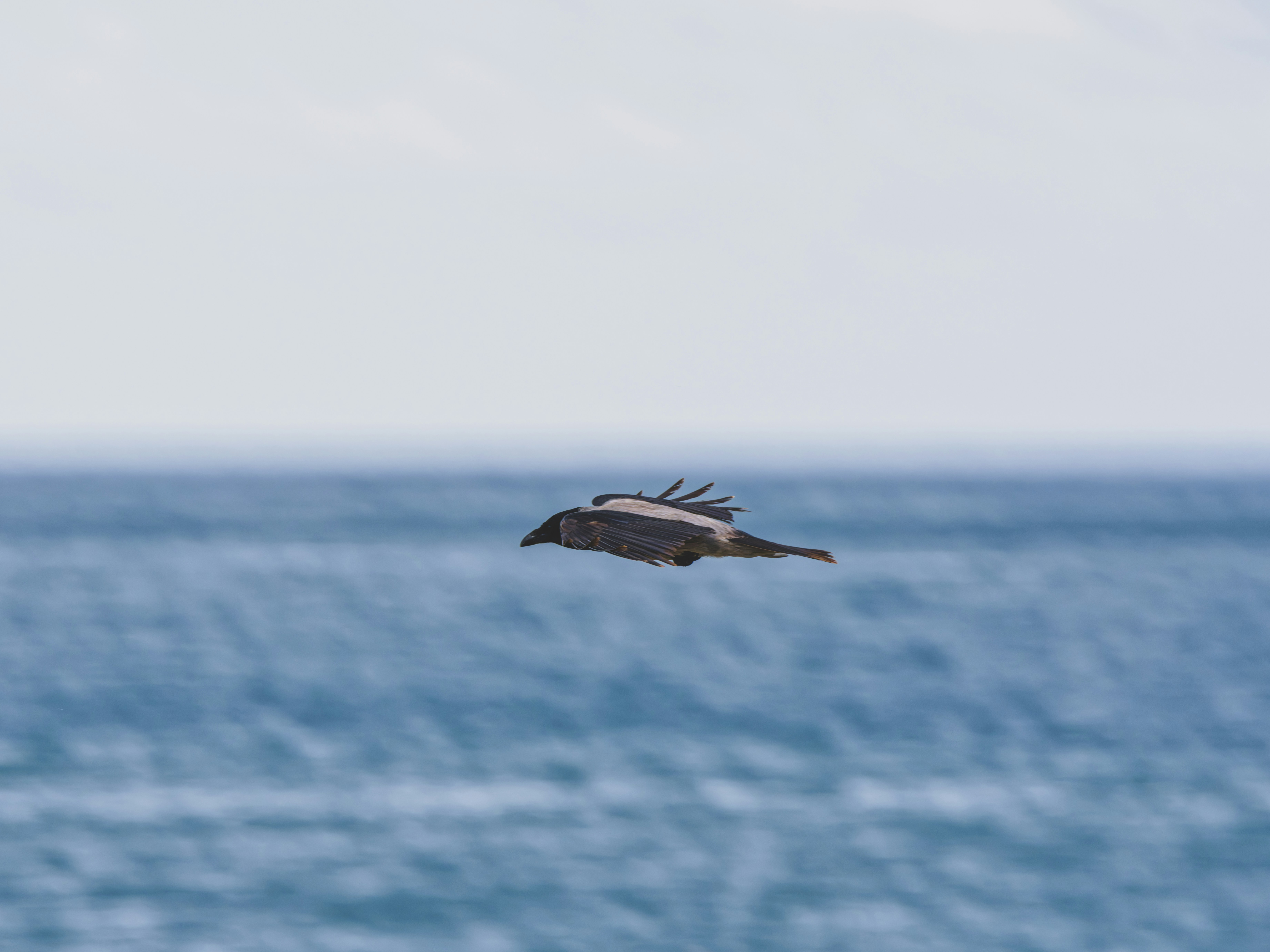 Sea-Sky Hunter: A Seabird in Mid-Glide