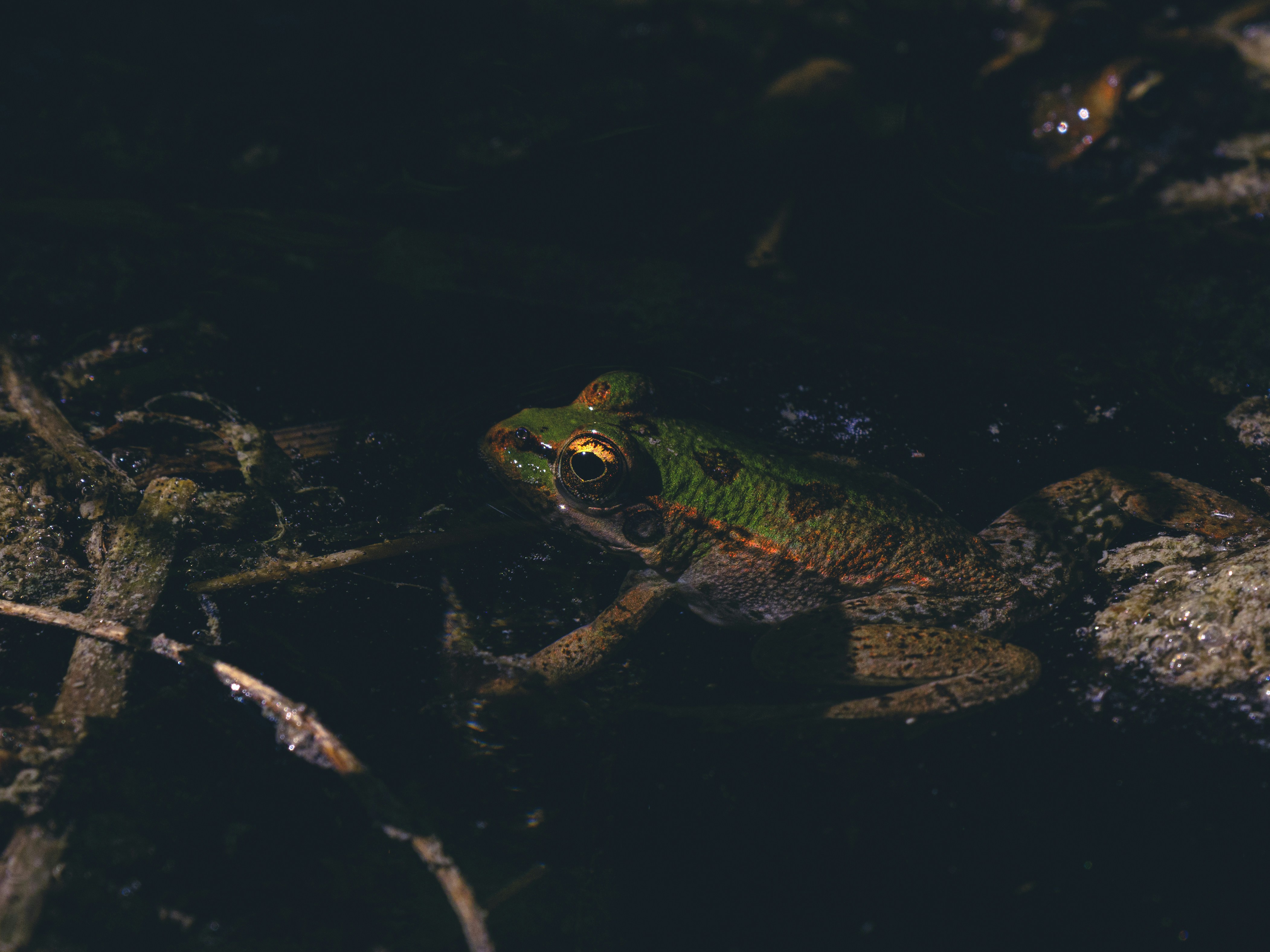 cute frog in a swamp