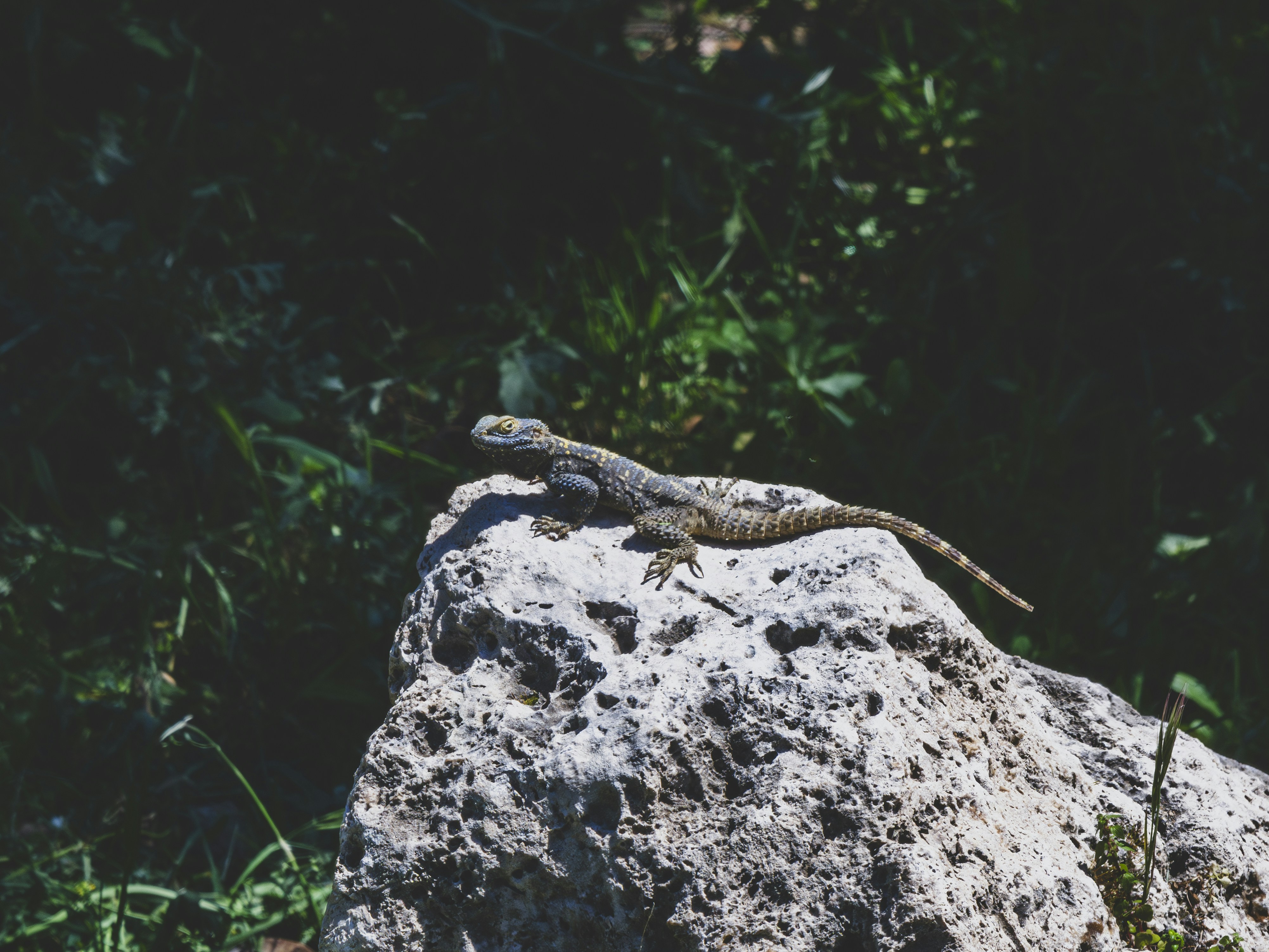 Sunbathing Reptile: A Moment of Stillness