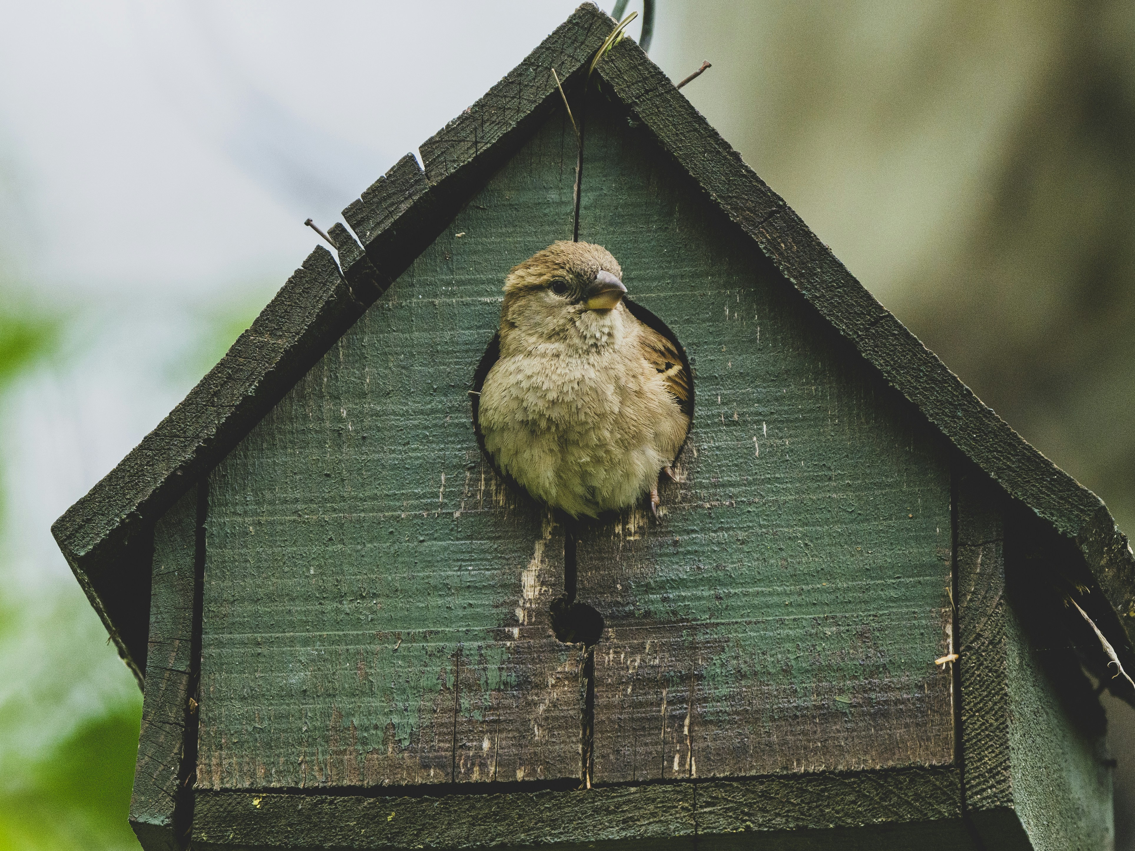 Green Gatekeeper: A Sparrow Clings to a Weathered Birdhouse